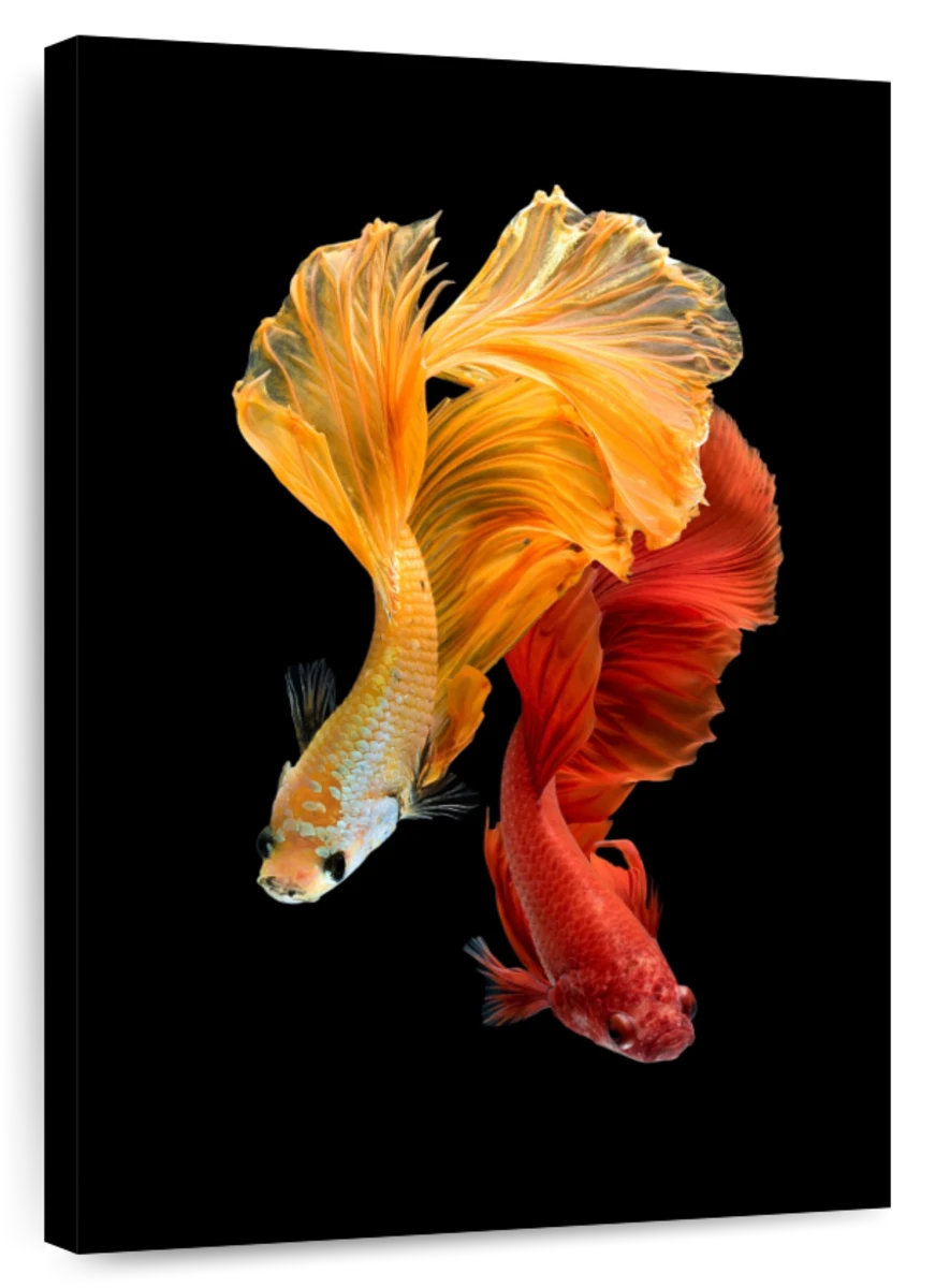 Ebern Designs Brampt Groovy Couple Betta Fish - Wayfair Canada