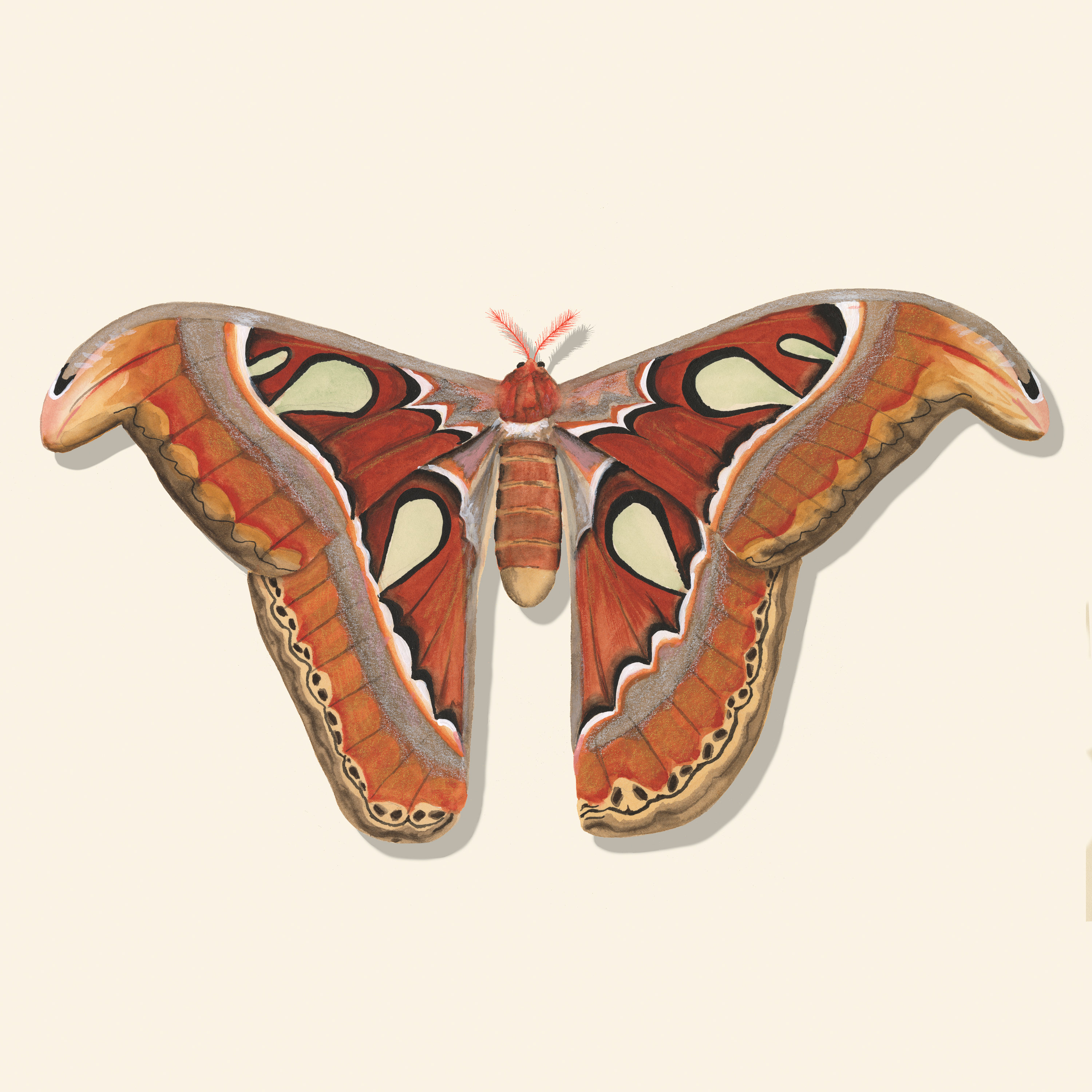Rosalind Wheeler Watercolor Moths II - Wayfair Canada