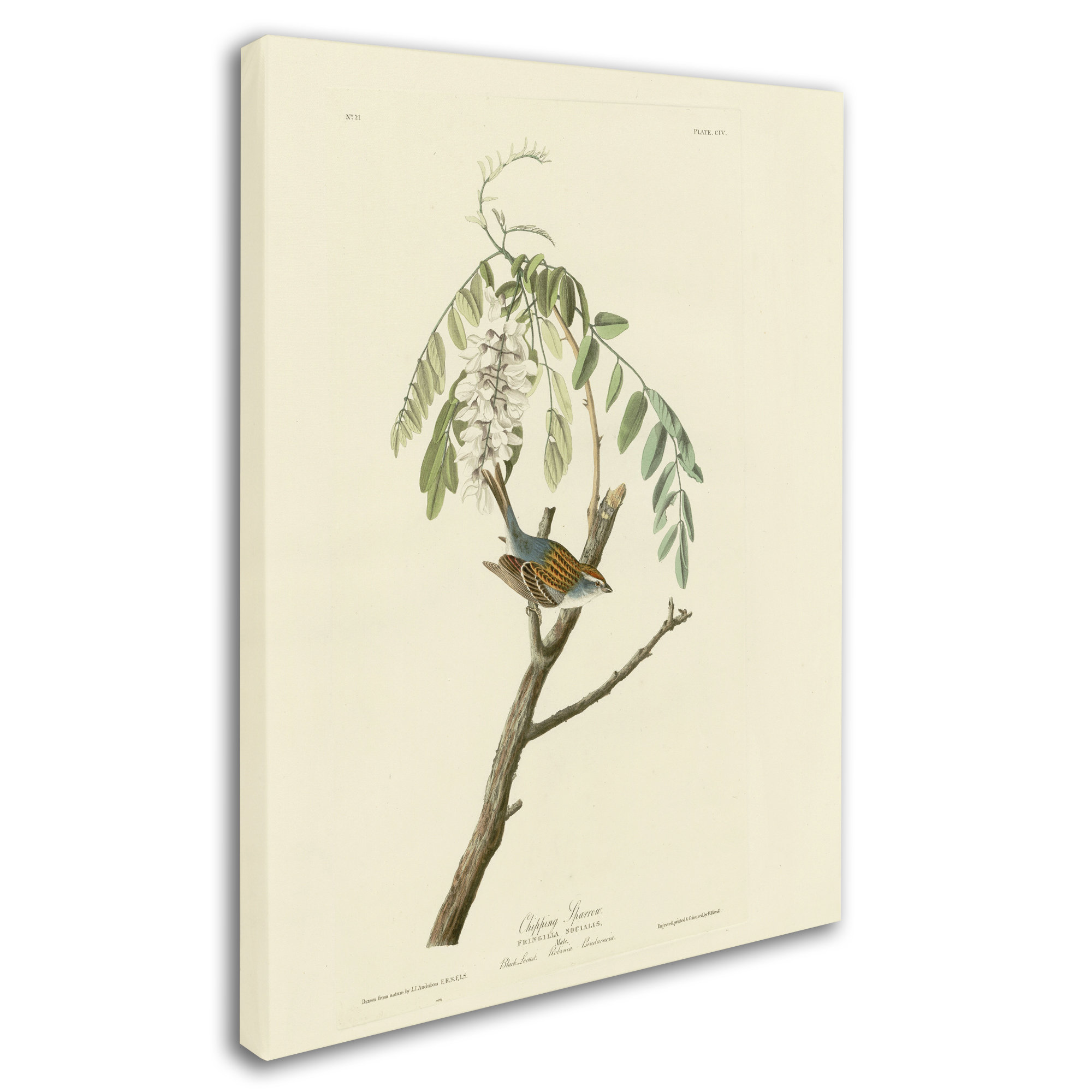 Vault W Artwork 'Chipping Sparrowplate 104' Print on Wrapped Canvas ...