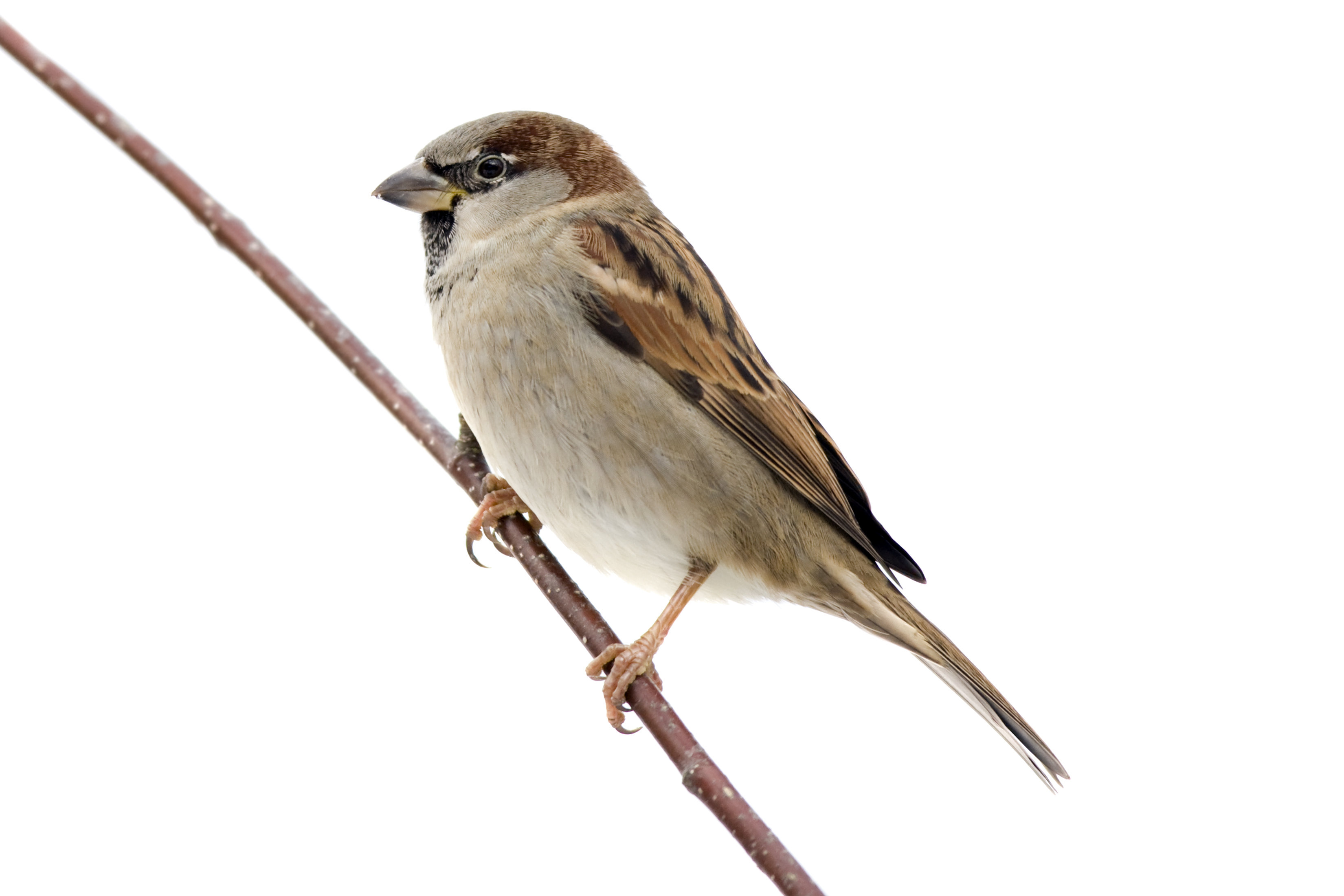 Latitude Run® House Sparrow (Passer Domesticus) by Andrew_Howe | Wayfair
