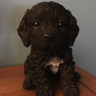 Hi-Line Gift Ltd. Sitting Cockapoo Puppy Statue & Reviews | Wayfair