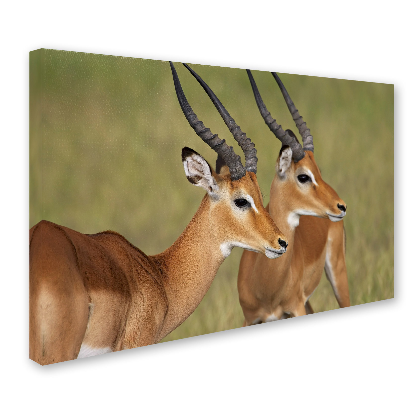 Trademark Art Robert Harding Picture Library " Impala " by Robert ...