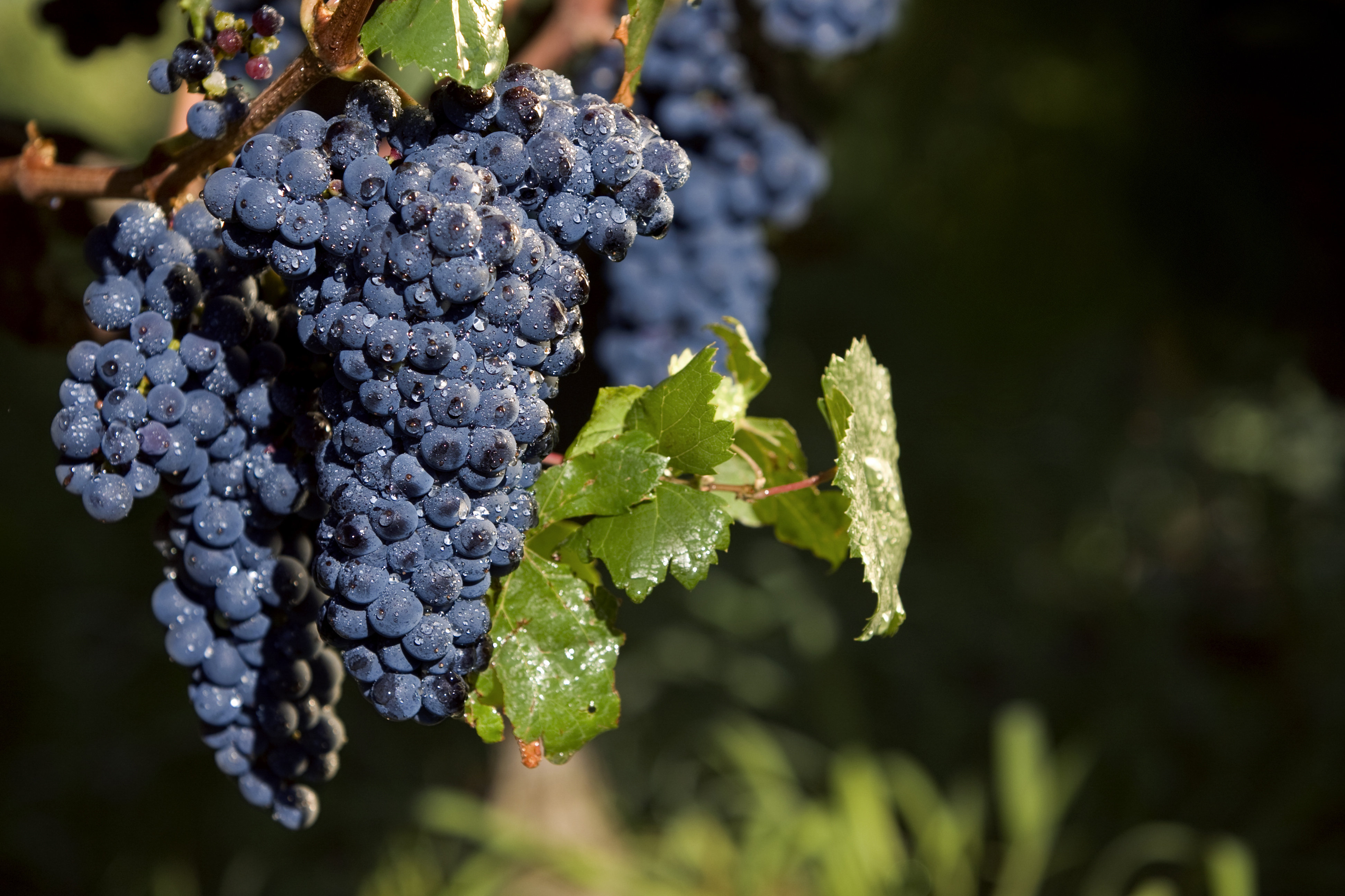 Latitude Run® Gorgeous Grapes by Kycstudio | Wayfair