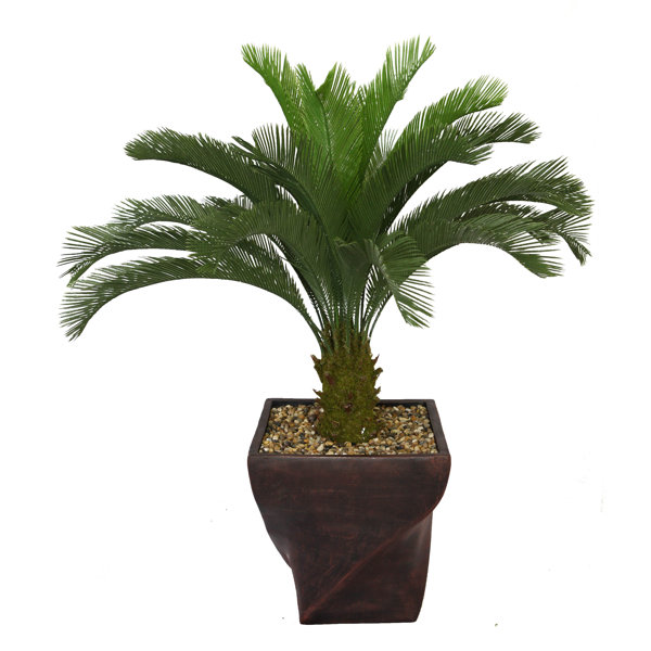 Laura Ashley Panama Tall Cycas Palm Tree in Planter & Reviews | Wayfair