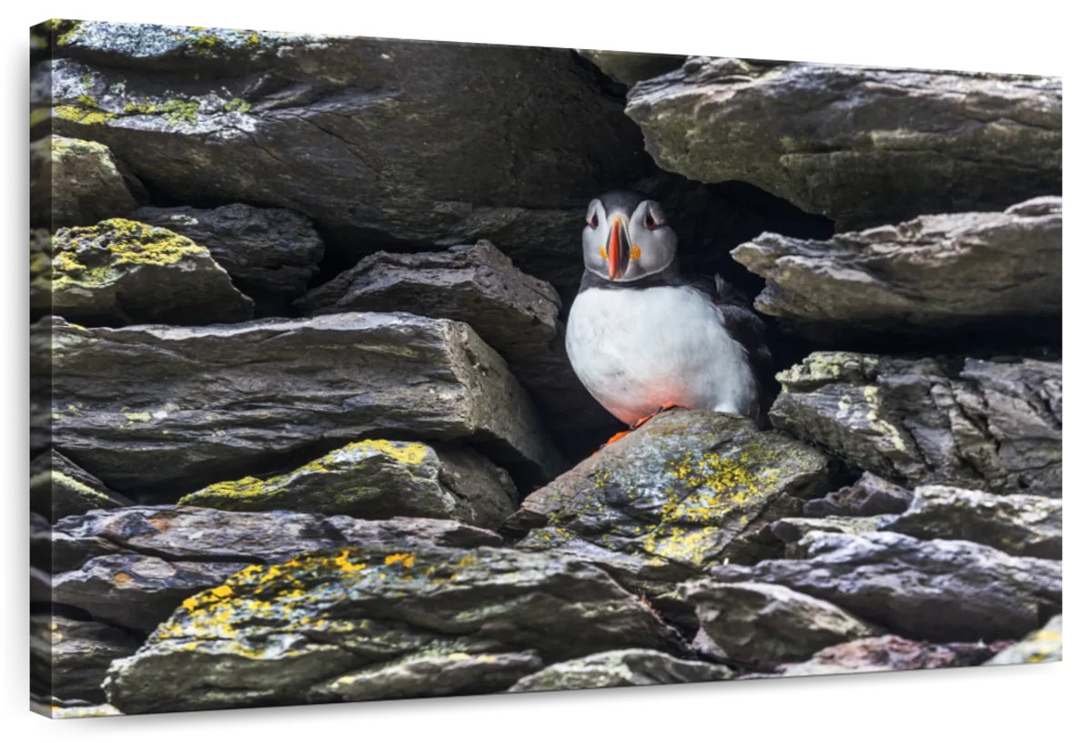 Elephant Stock Resting Atlantic Puffin | Wayfair