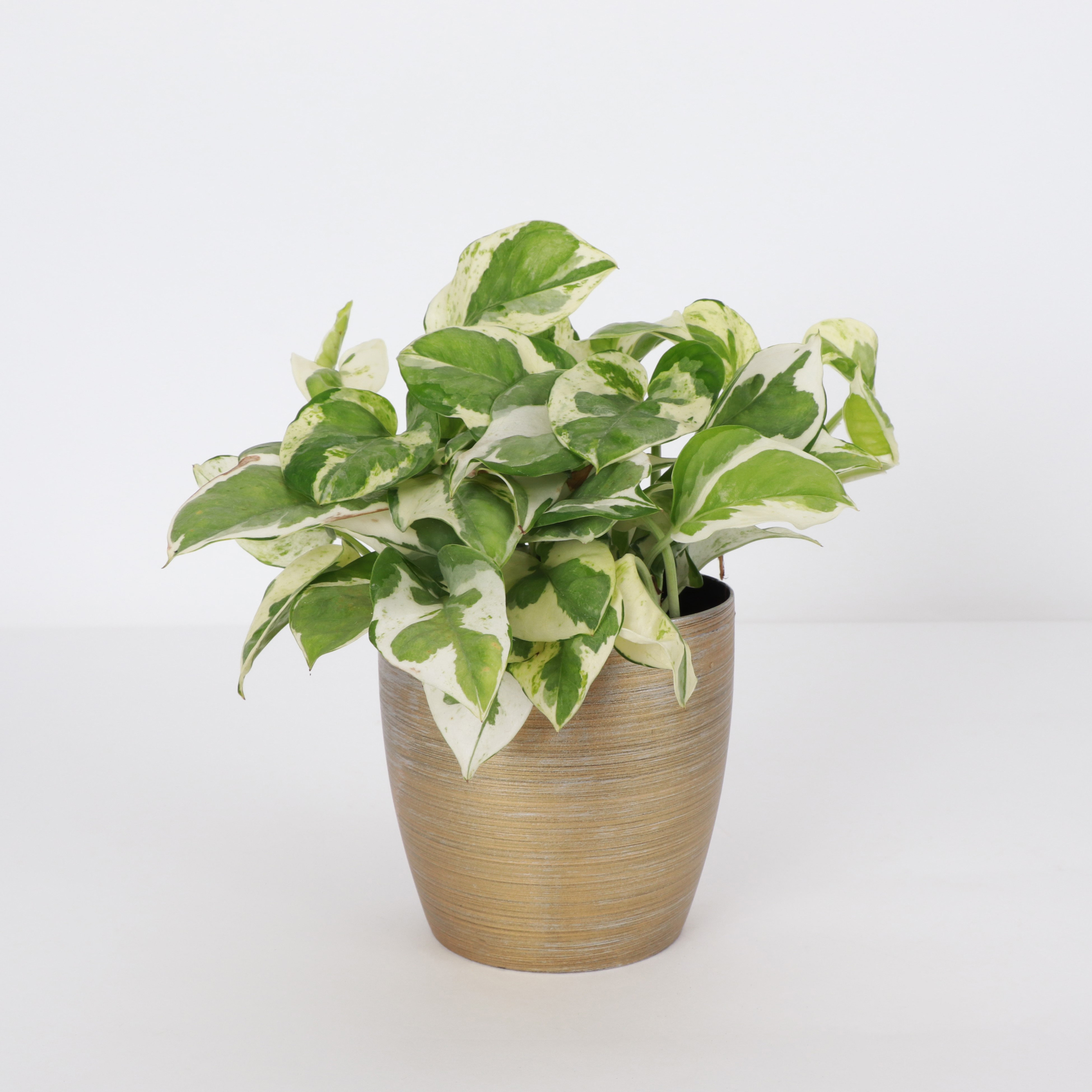 Thorsen's Greenhouse Live Pearls and Jade Pothos Plant in Gold Pot ...