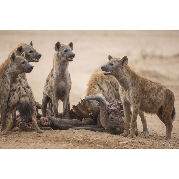 Ebern Designs Scavengers' Delight by Jez_bennett - Wrapped Canvas ...