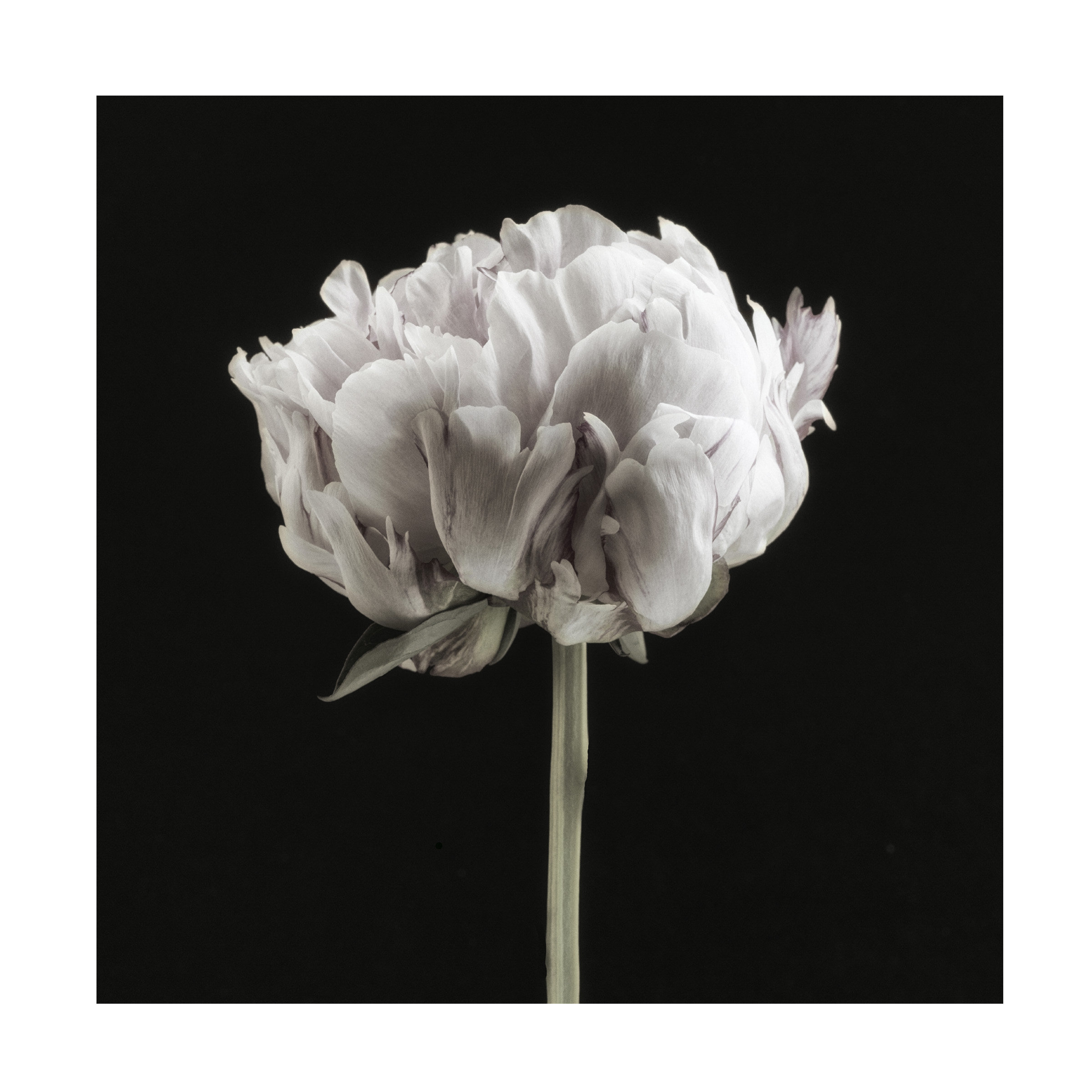 Winston Porter Blush Peony Portrait II On Canvas by Dianne Poinski ...