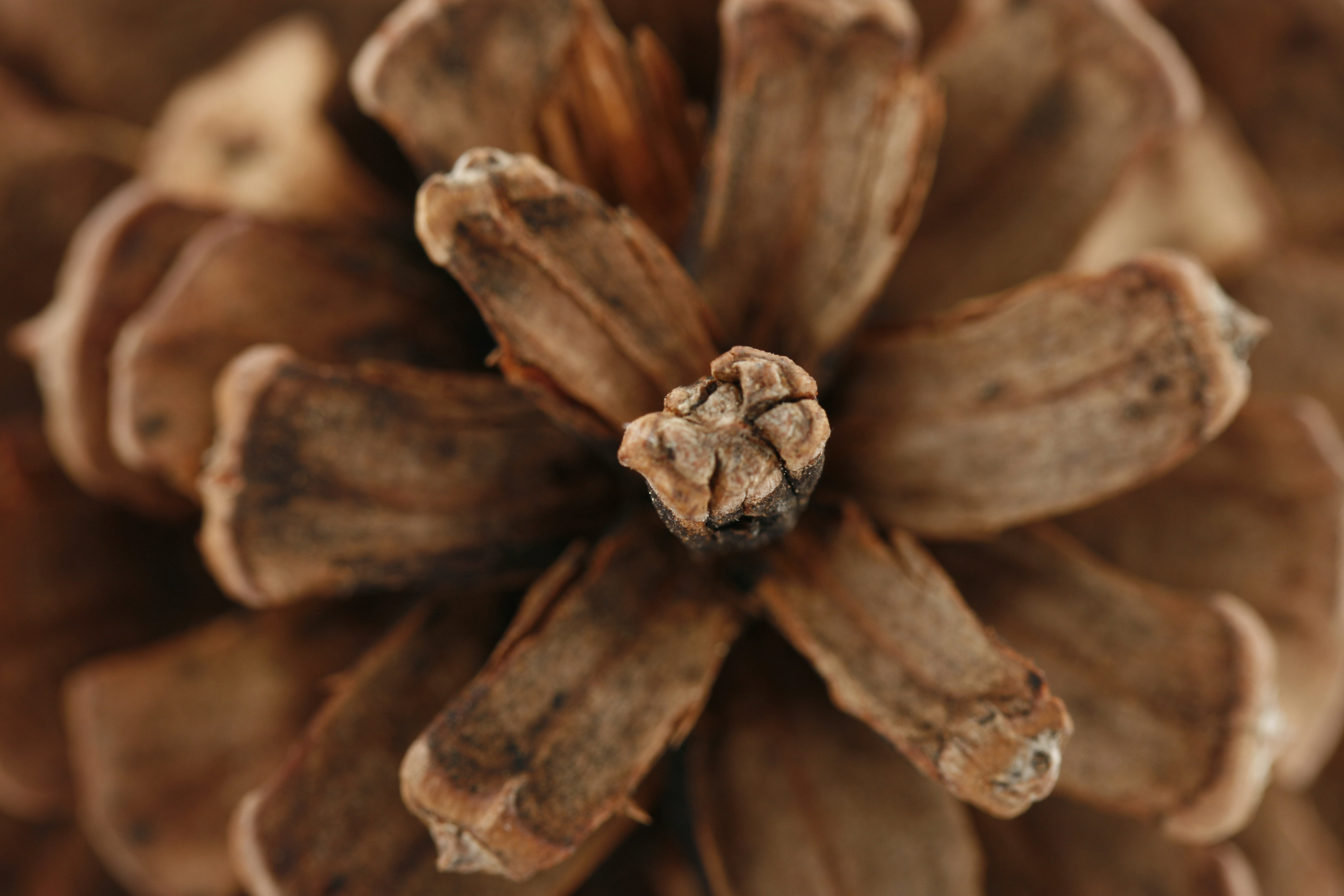 Ebern Designs Pine Cone by Duckycards | Wayfair