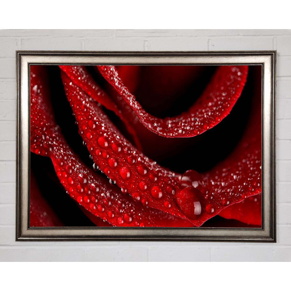 Brayden Studio Velvety Rose With Dew Drops - Single Picture Frame Art ...