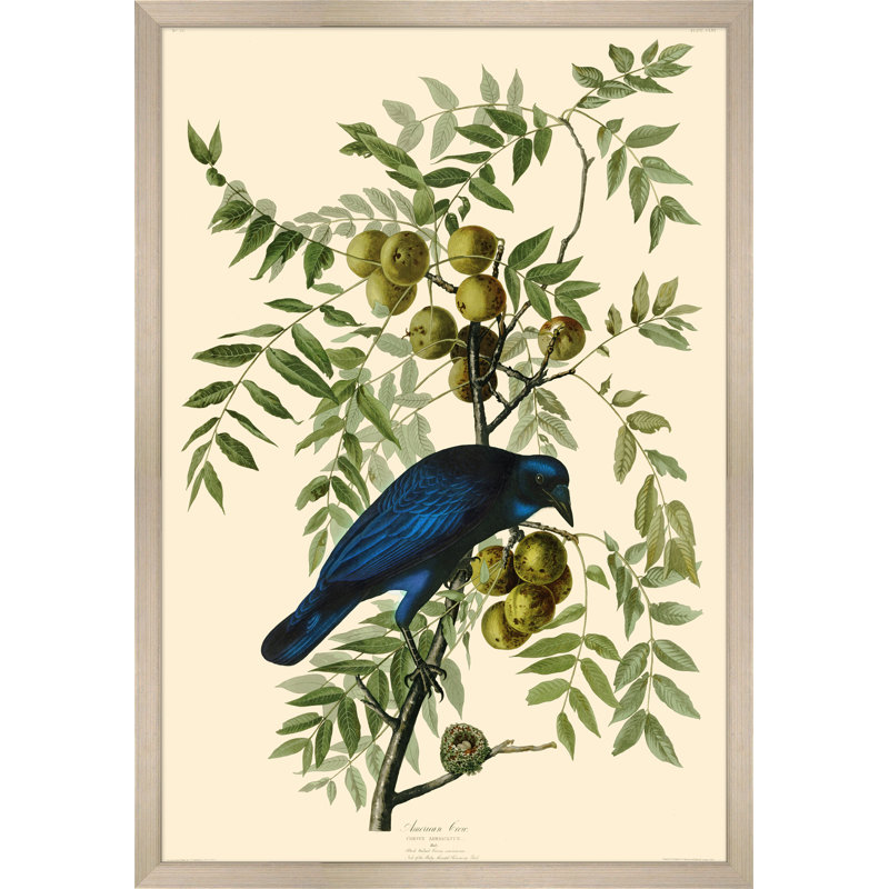 Wendover Art Group American Crow - Picture Frame on Paper | Wayfair