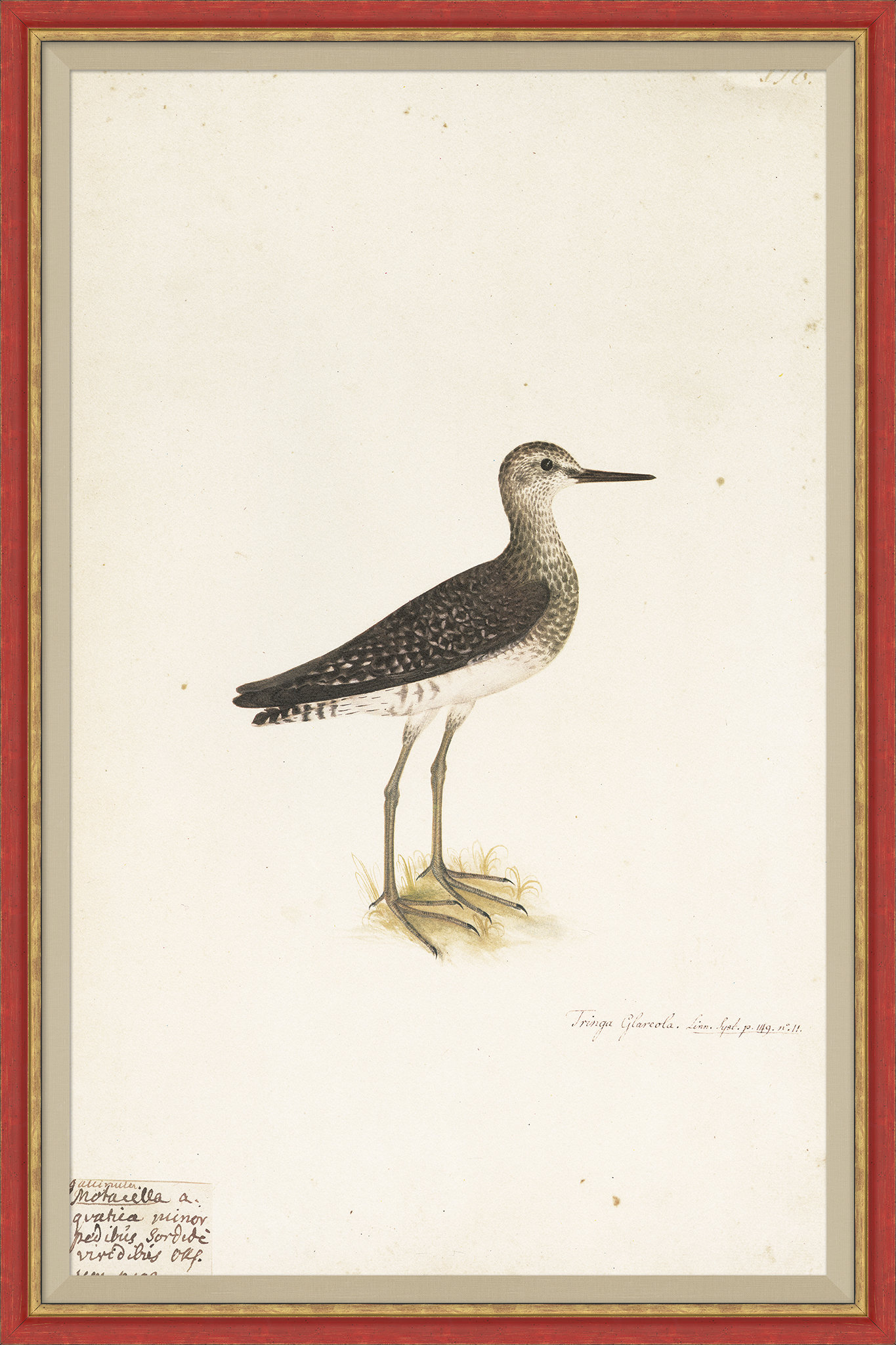 Soicher Marin 18th Century Bird Re-Strikes XV - Single Picture Frame ...