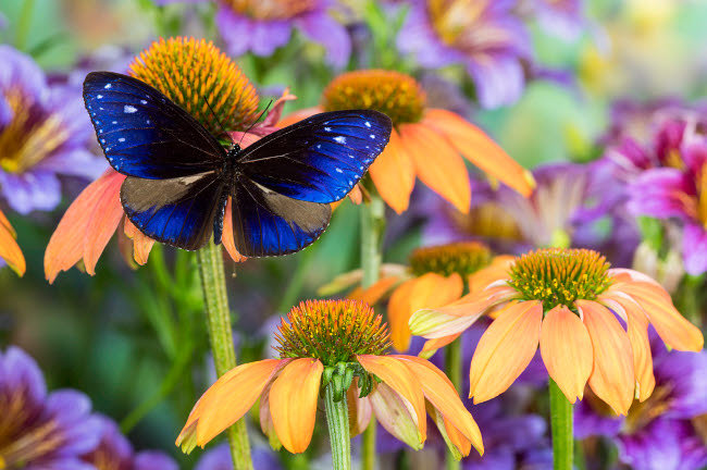 Rosalind Wheeler Beautiful Blue Butterfly Euploea Mulciber Subvisaya On ...
