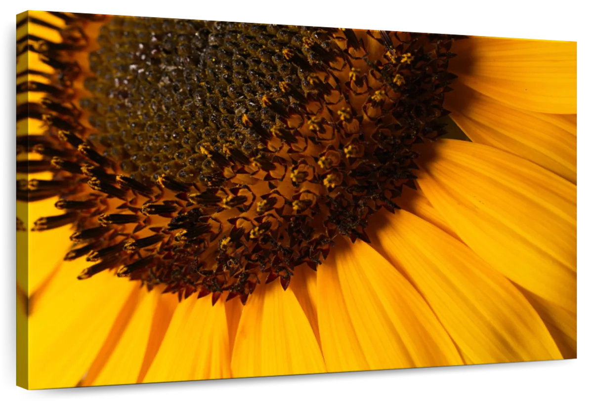 Lark Manor™ Harnek Magnified Sunflower | Wayfair