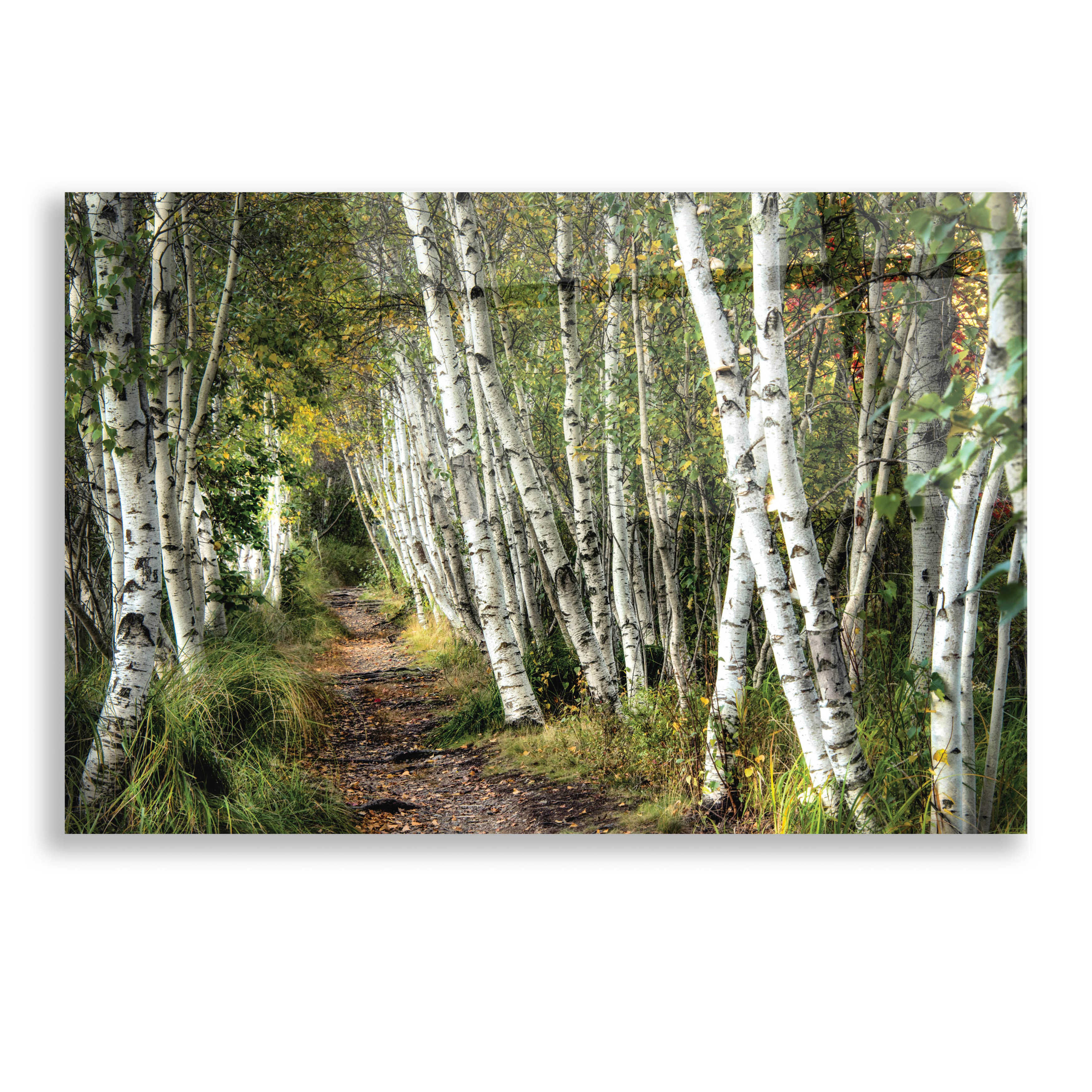 Millwood Pines A Walk Through The Birch Trees A Walk Through The Birch ...