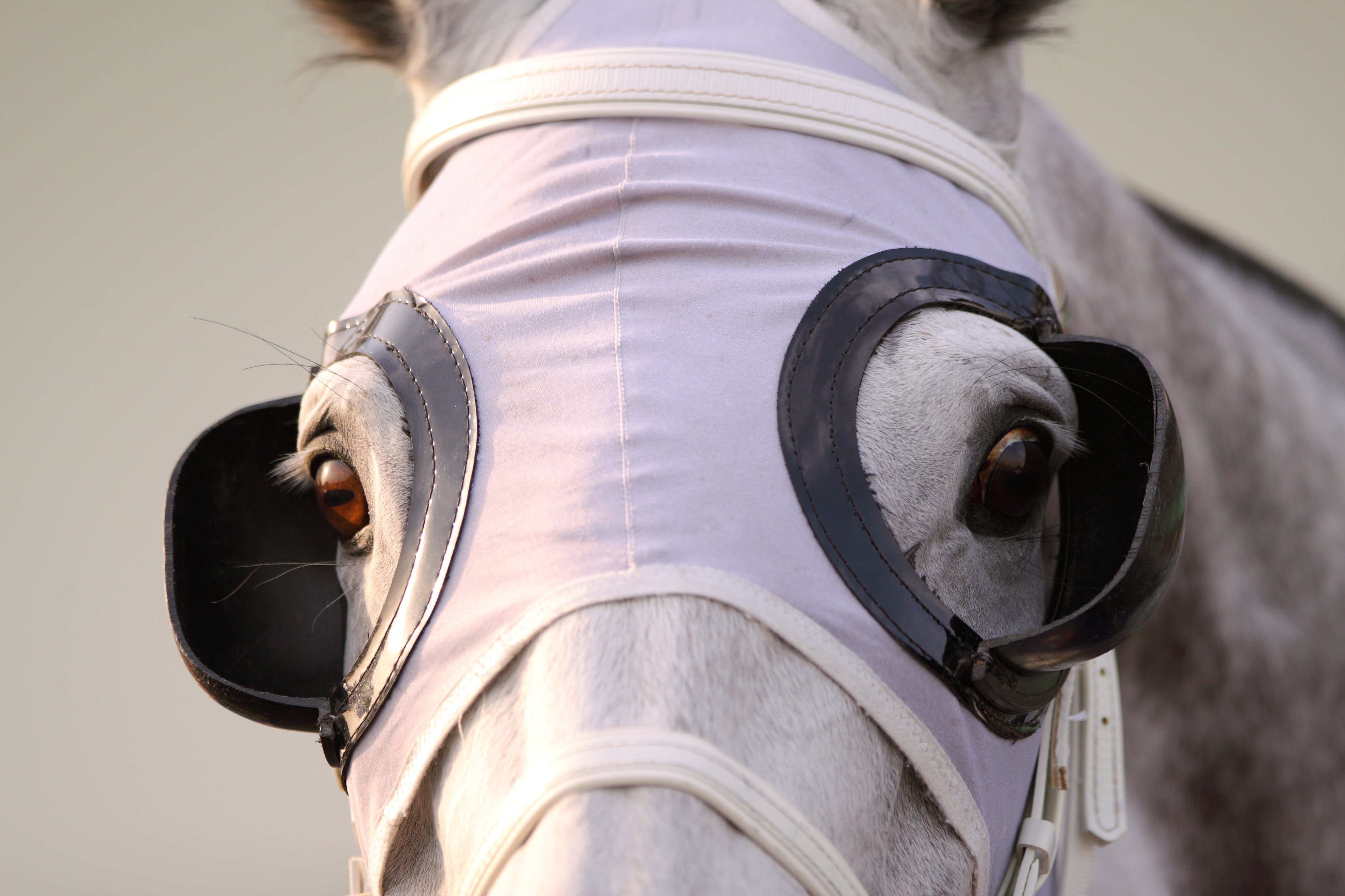 Ebern Designs Horse Head with Blinders by Winhorse | Wayfair
