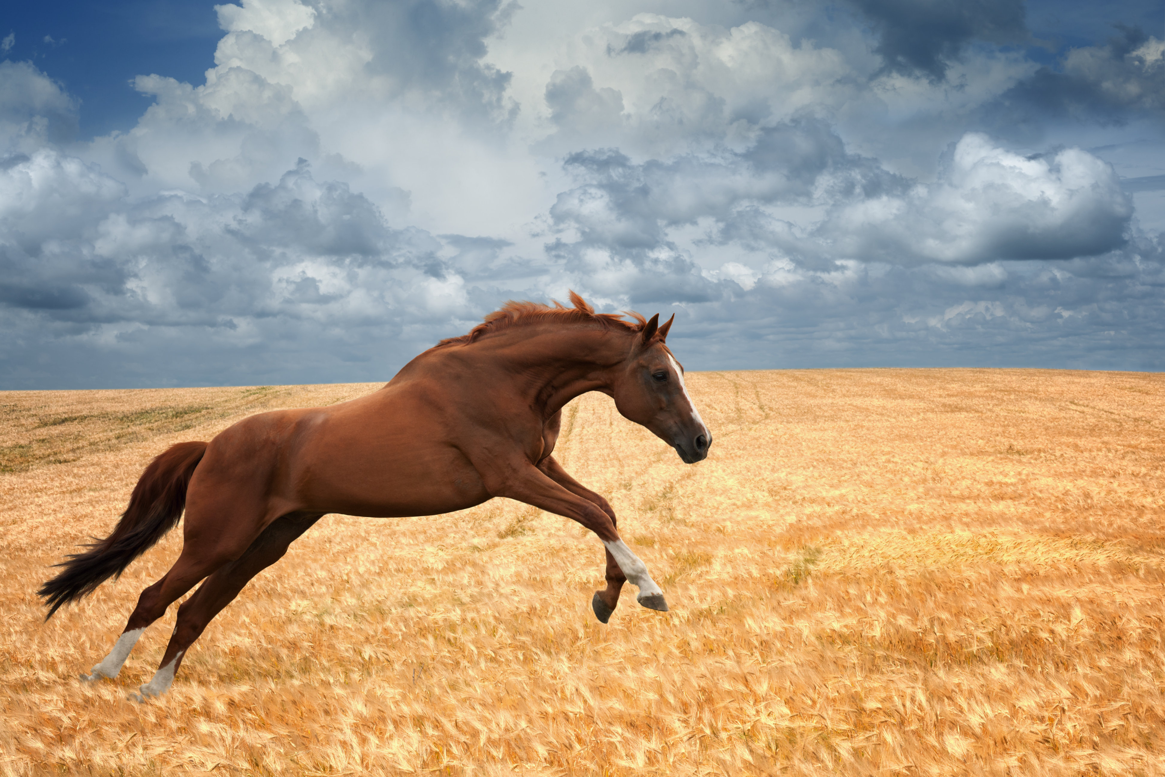 Millwood Pines Running Horse - Wrapped Canvas Photograph | Wayfair