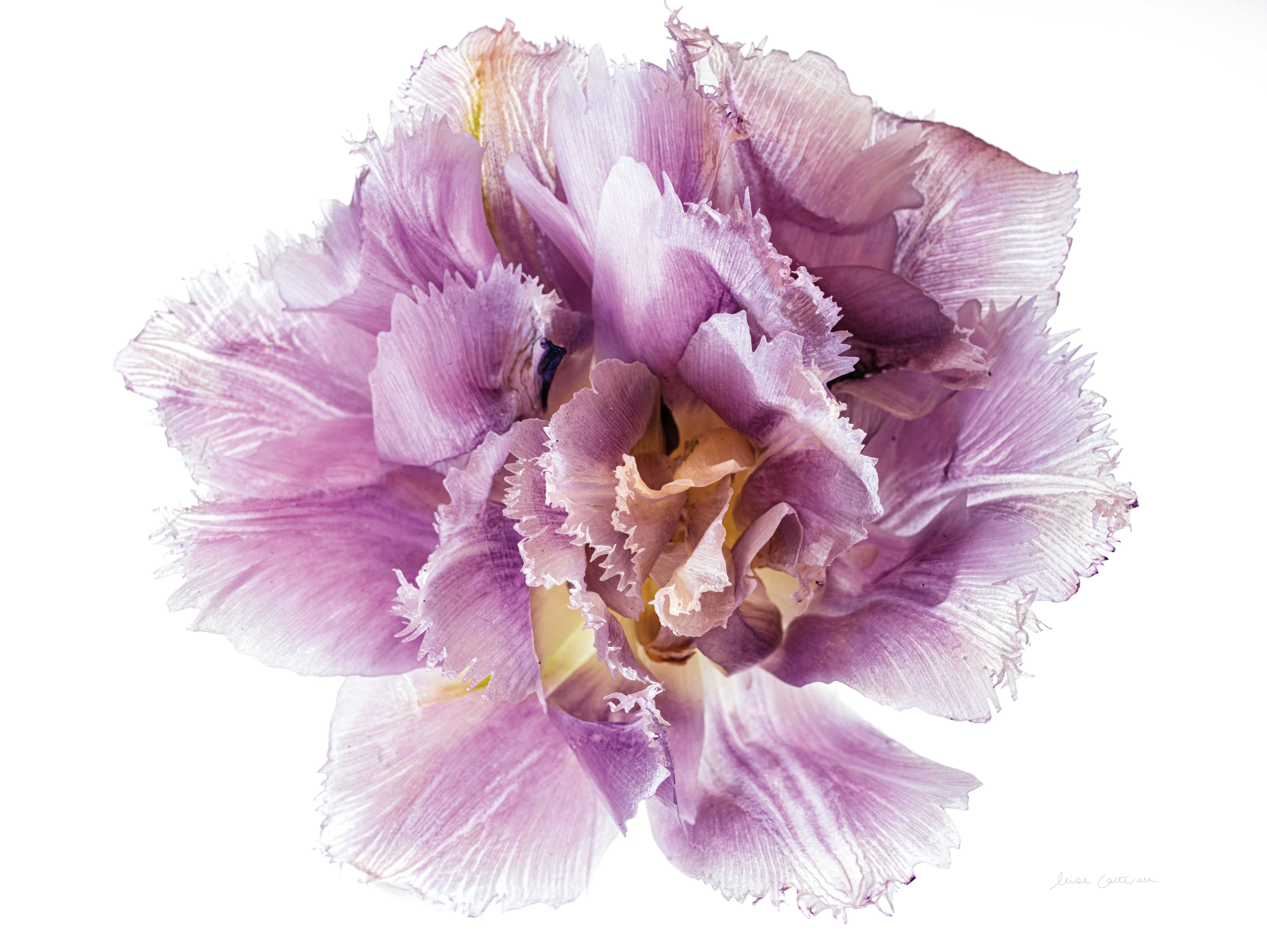 Wildon Home® Purple Double Open by Elise Catterall - Wrapped Canvas ...