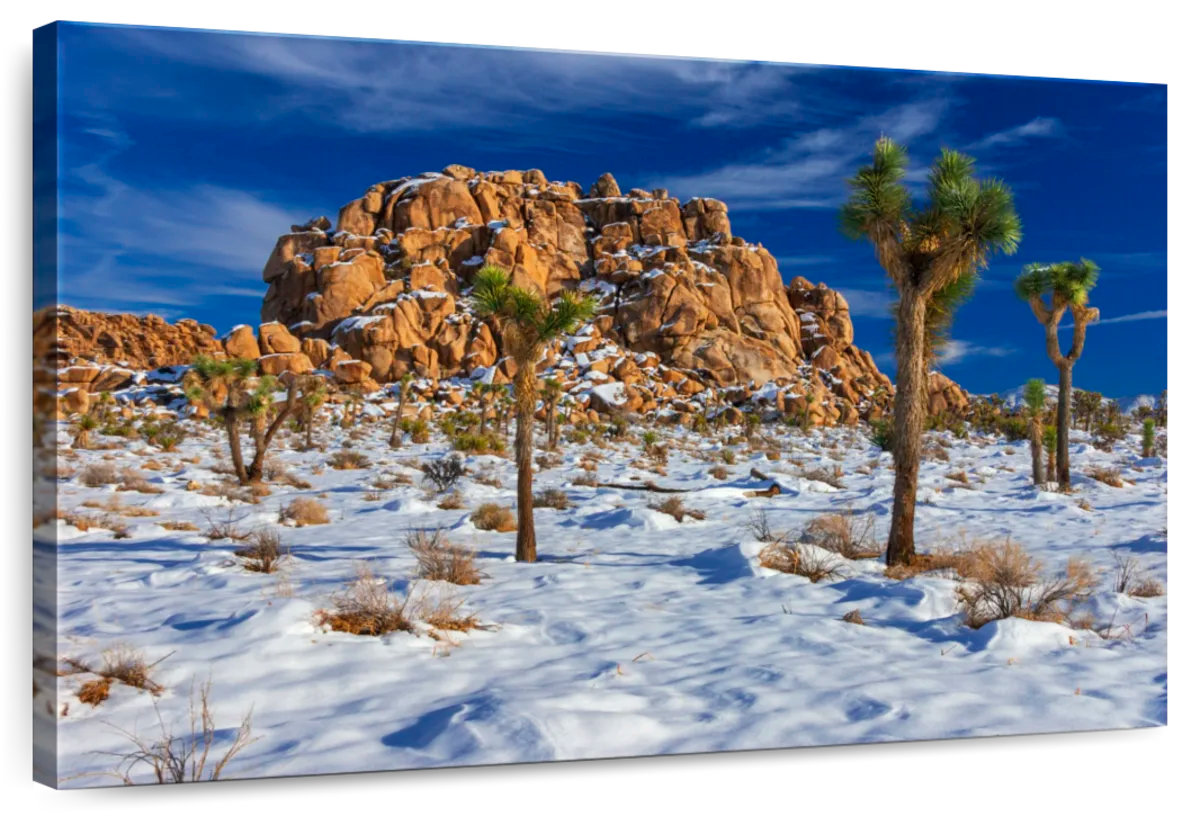 Elephant Stock Joshua Tree National Park Winter | Wayfair