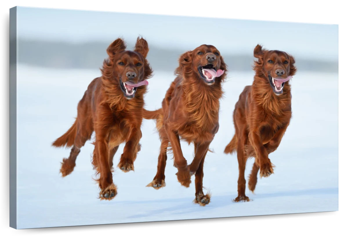 Ebern Designs Running Irish Setters - Wayfair Canada