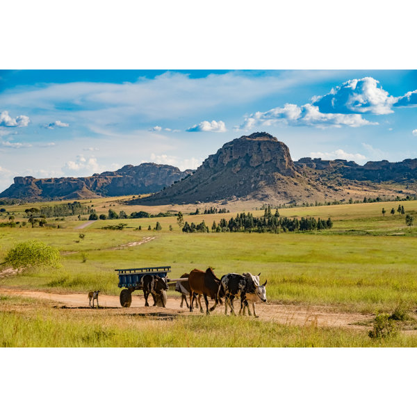 Millwood Pines Zebu-Powered Cart On Canvas by Leamus Print - Wayfair Canada