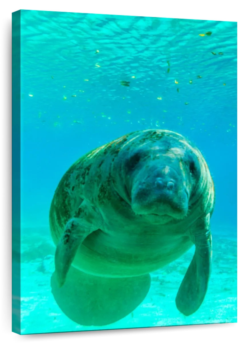 Elephant Stock Swimming Manatee | Wayfair