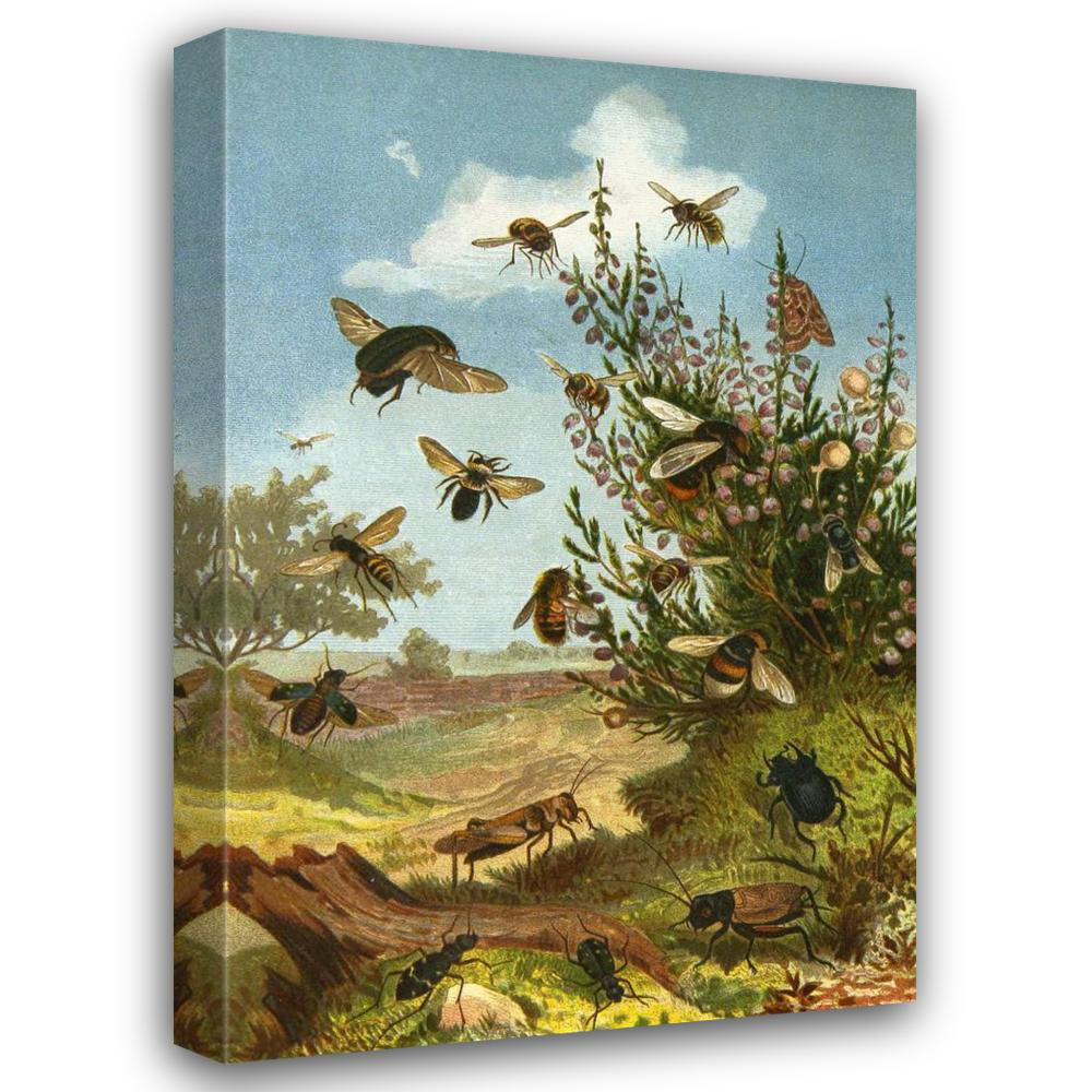 Lark Manor™ "The Insects, Centipedes and Spiders Pl 01" by Alfred ...