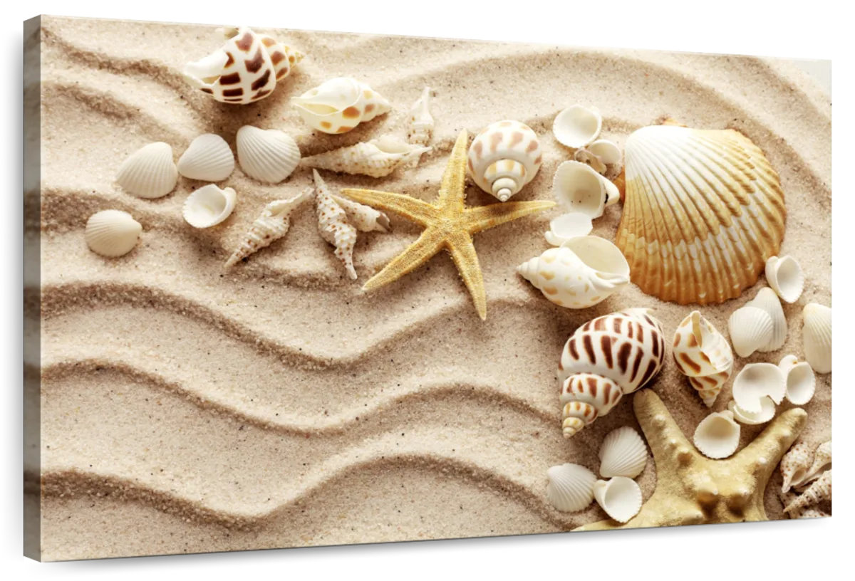 Breakwater Bay Aletra Seashells On Sand Waves | Wayfair