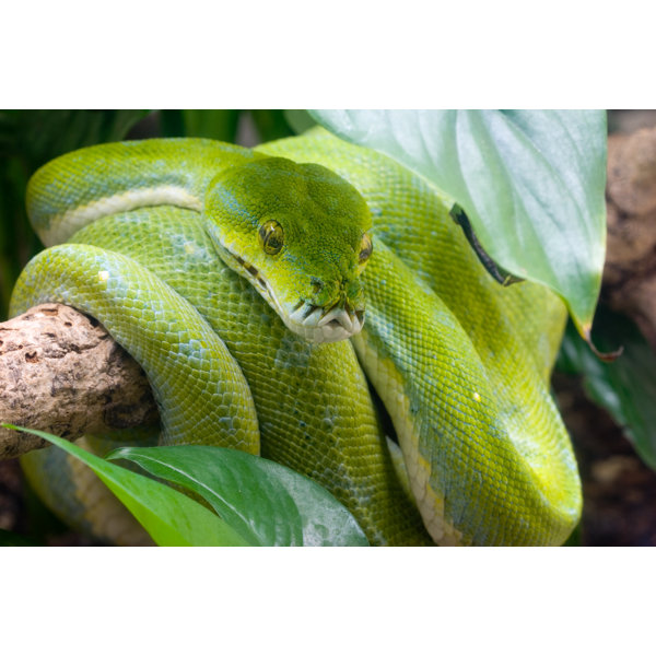 Ebern Designs Bright Green Python On Canvas by Sgc Print | Wayfair