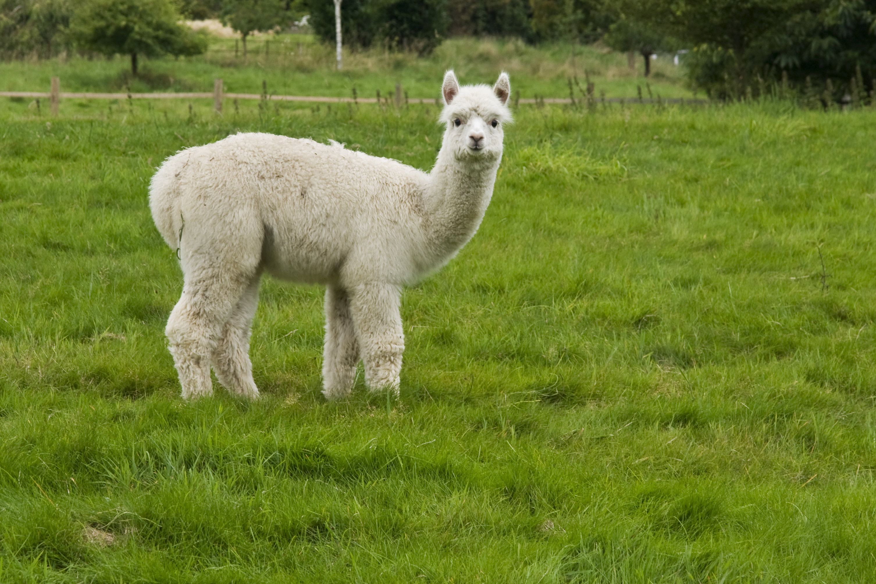 Gracie Oaks Lone Alpaca by Benjiecce - Wayfair Canada