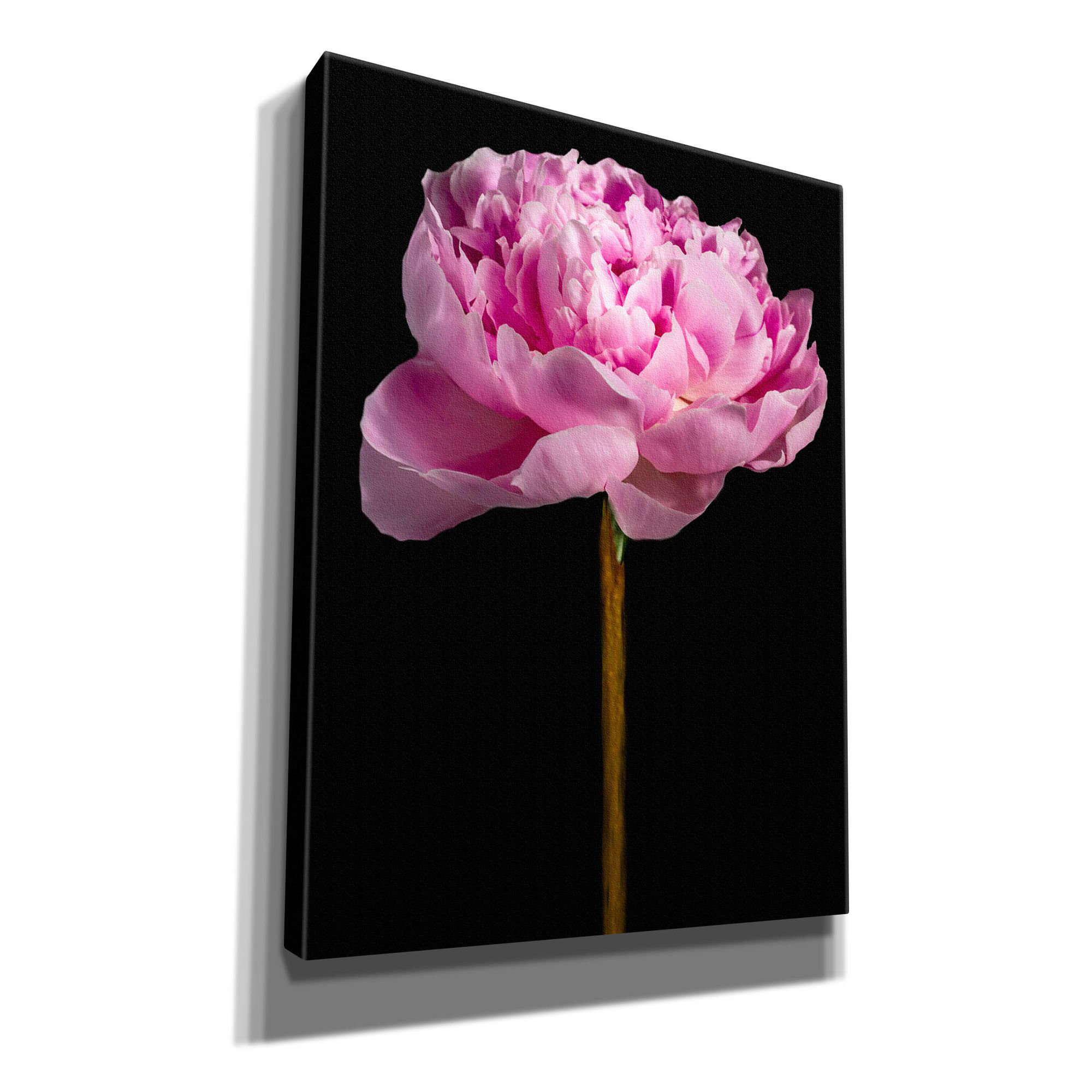 Latitude Run®® 'Pink Peony' By Pamela Plummer, Canvas Wall Art ...