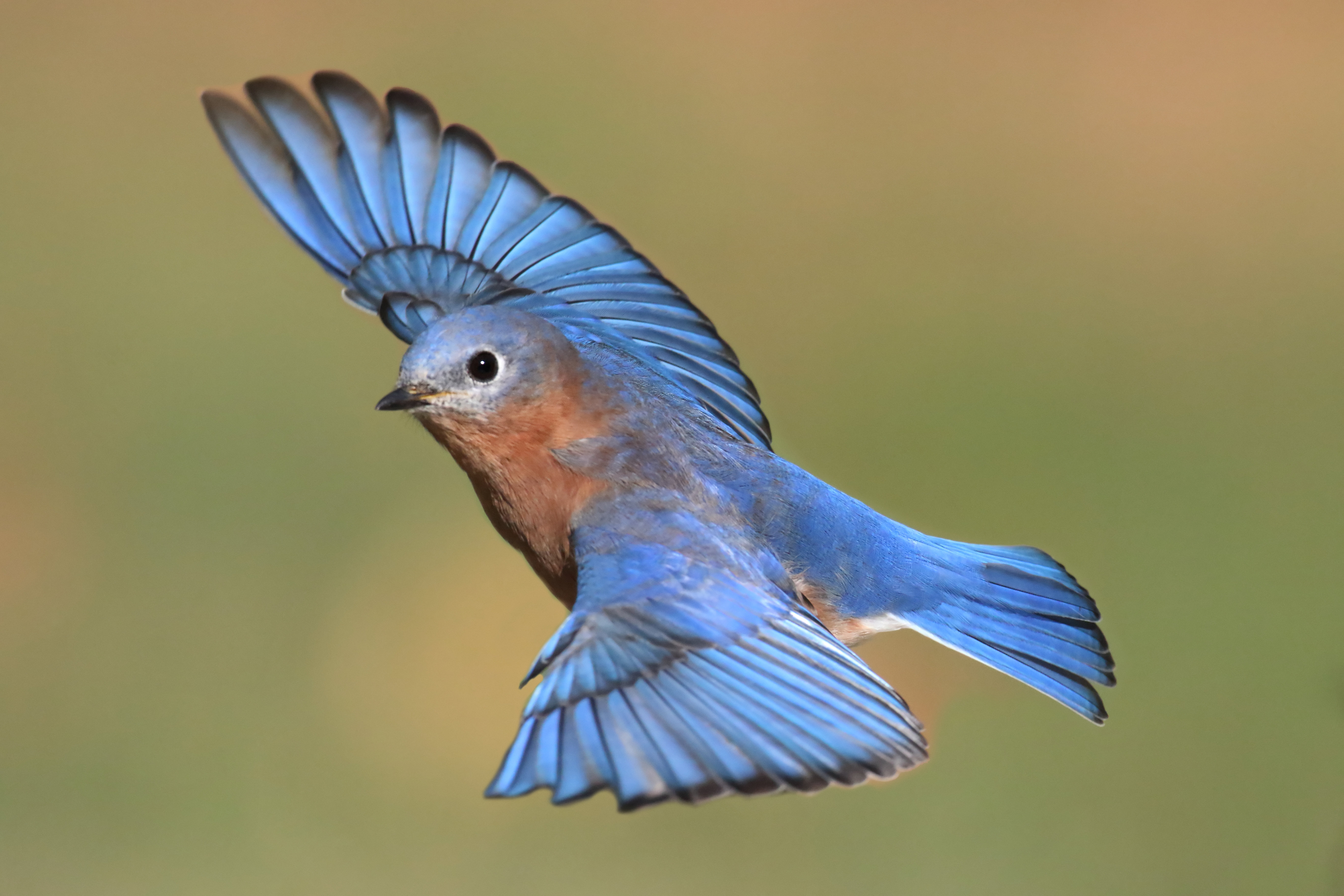 Ebern Designs Male Eastern Bluebird by Stevebyland - Wrapped Canvas ...