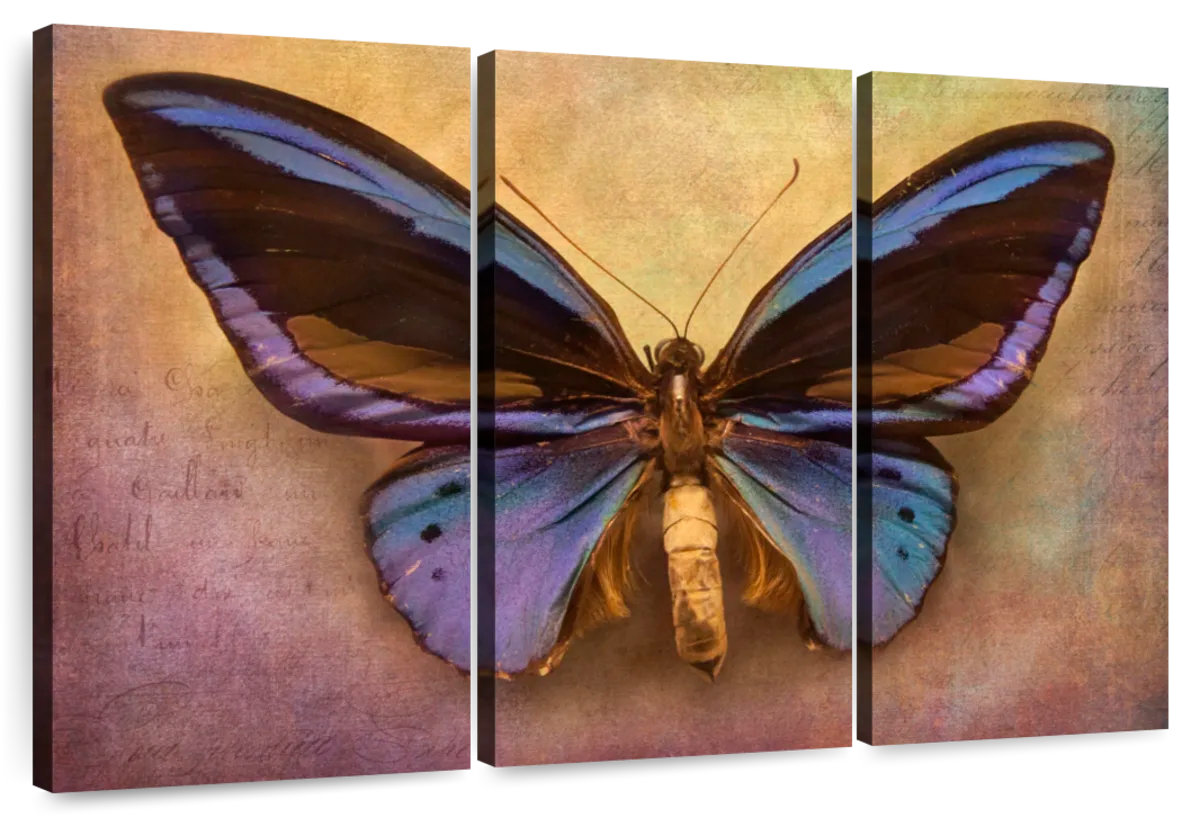 Ebern Designs Papillon original - Wayfair Canada