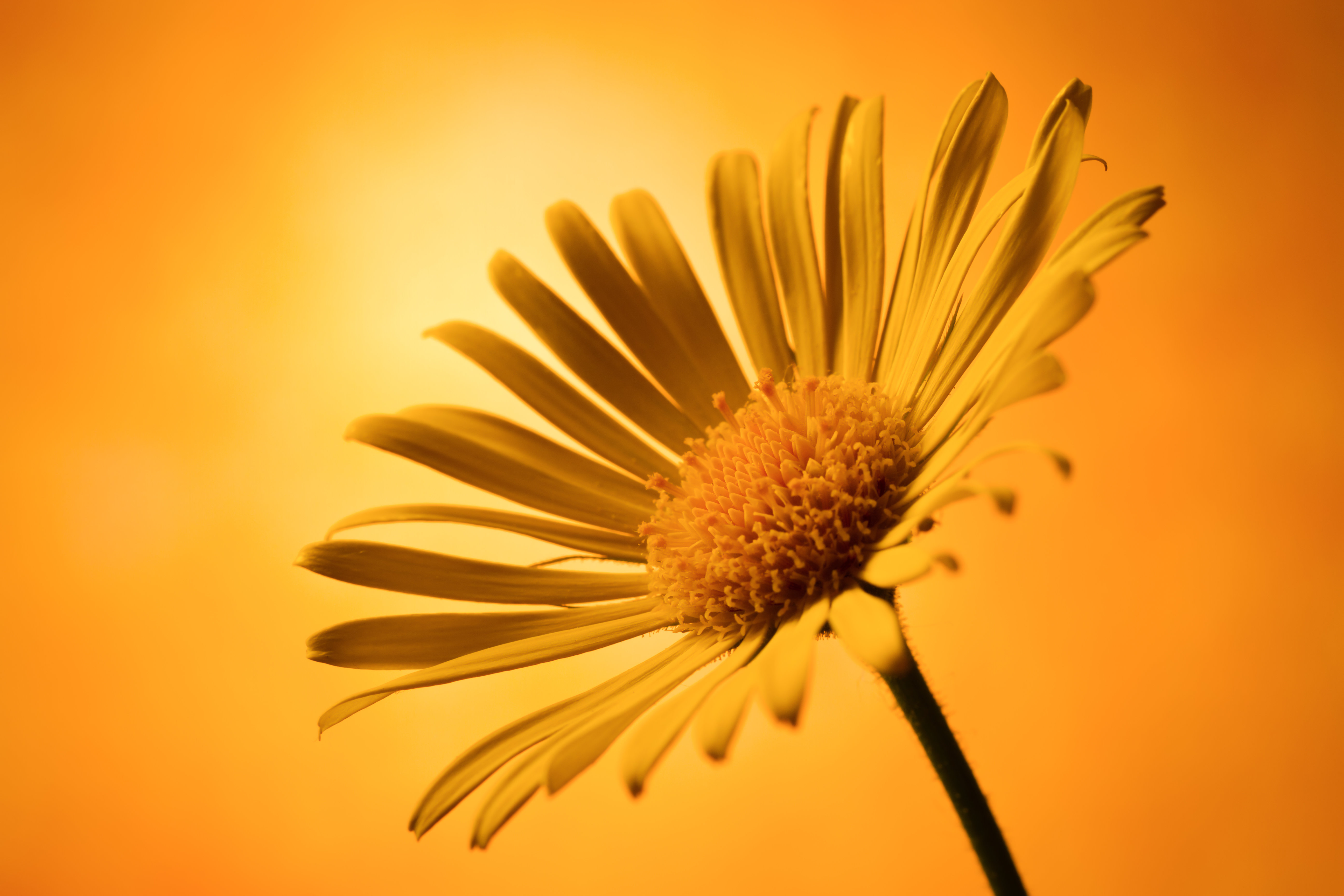 Hokku Designs Arnica Montana by Milous - Wrapped Canvas Photograph ...