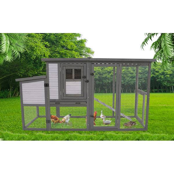 Archie & Oscar™ 79"Large Chicken Coop With Upgraded Perches, Wooden ...