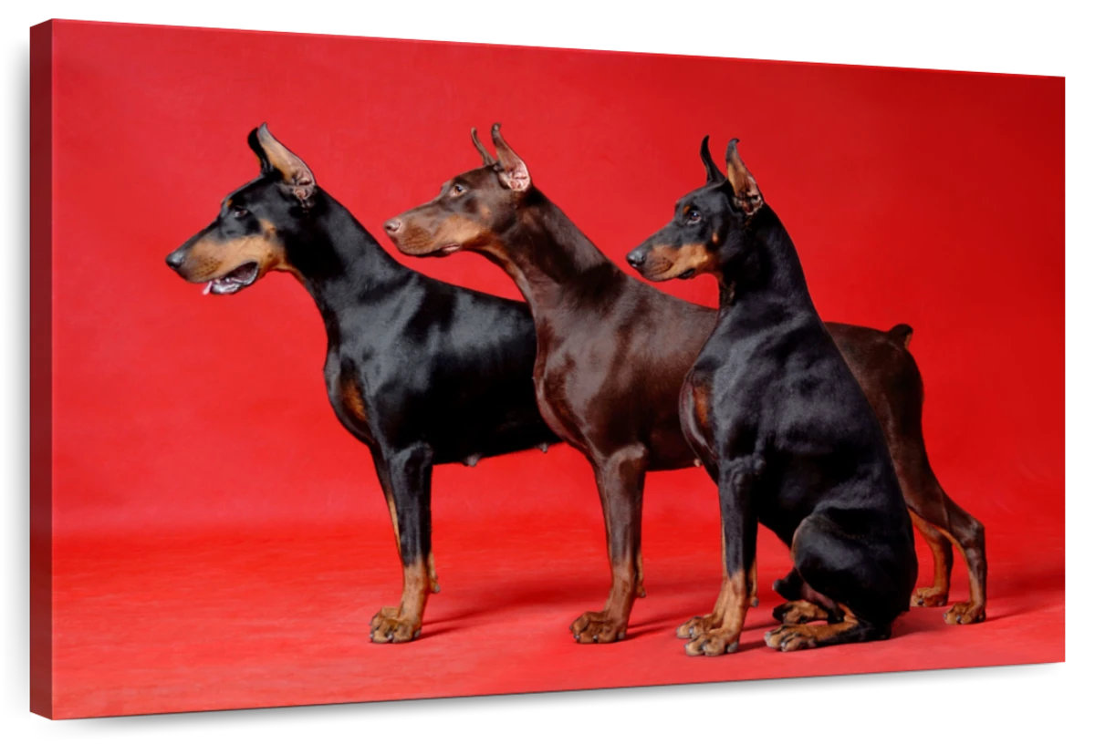 Ebern Designs Doberman Trio | Wayfair