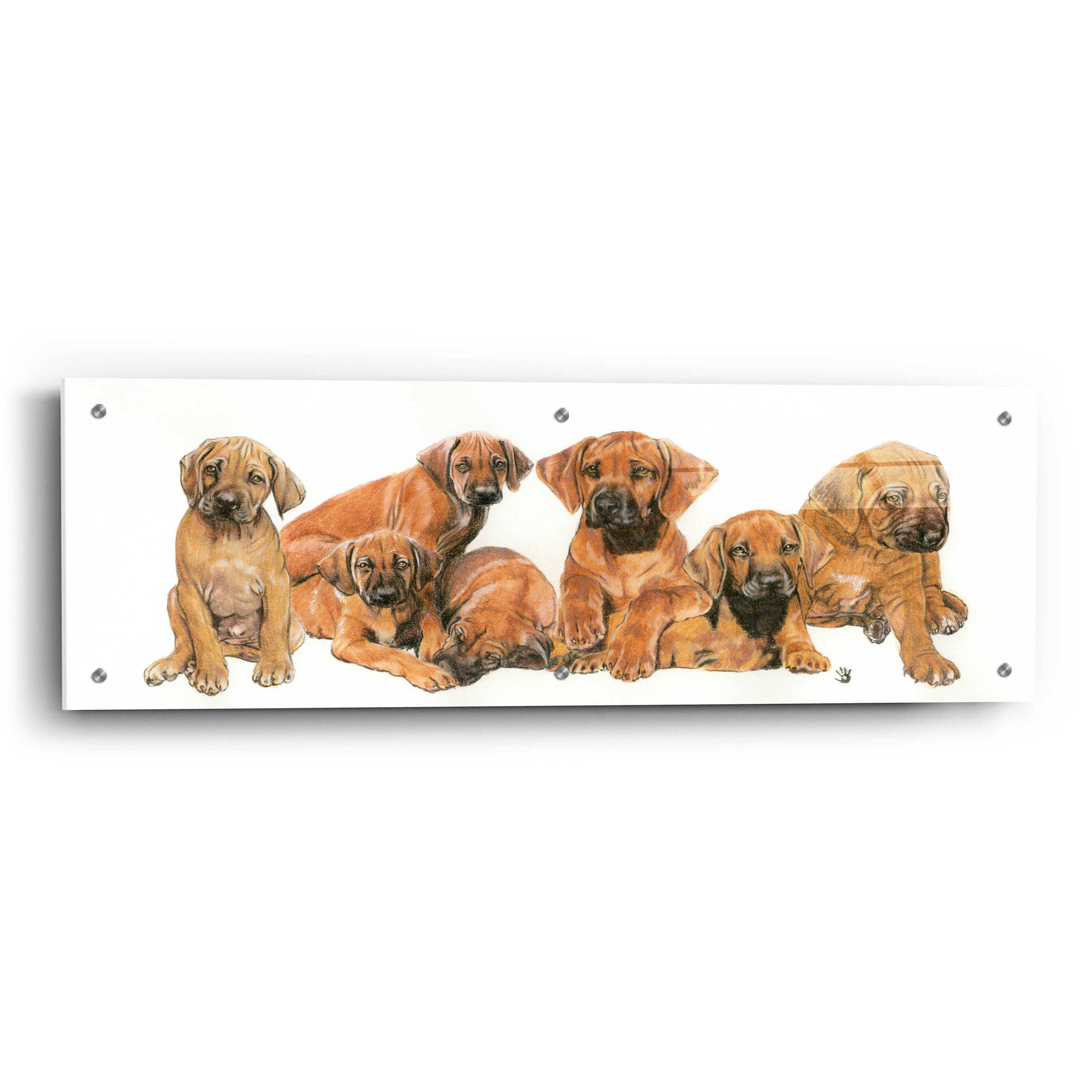 Winston Porter Rhodisian Ridgeback Puppies On Plastic / Acrylic by ...