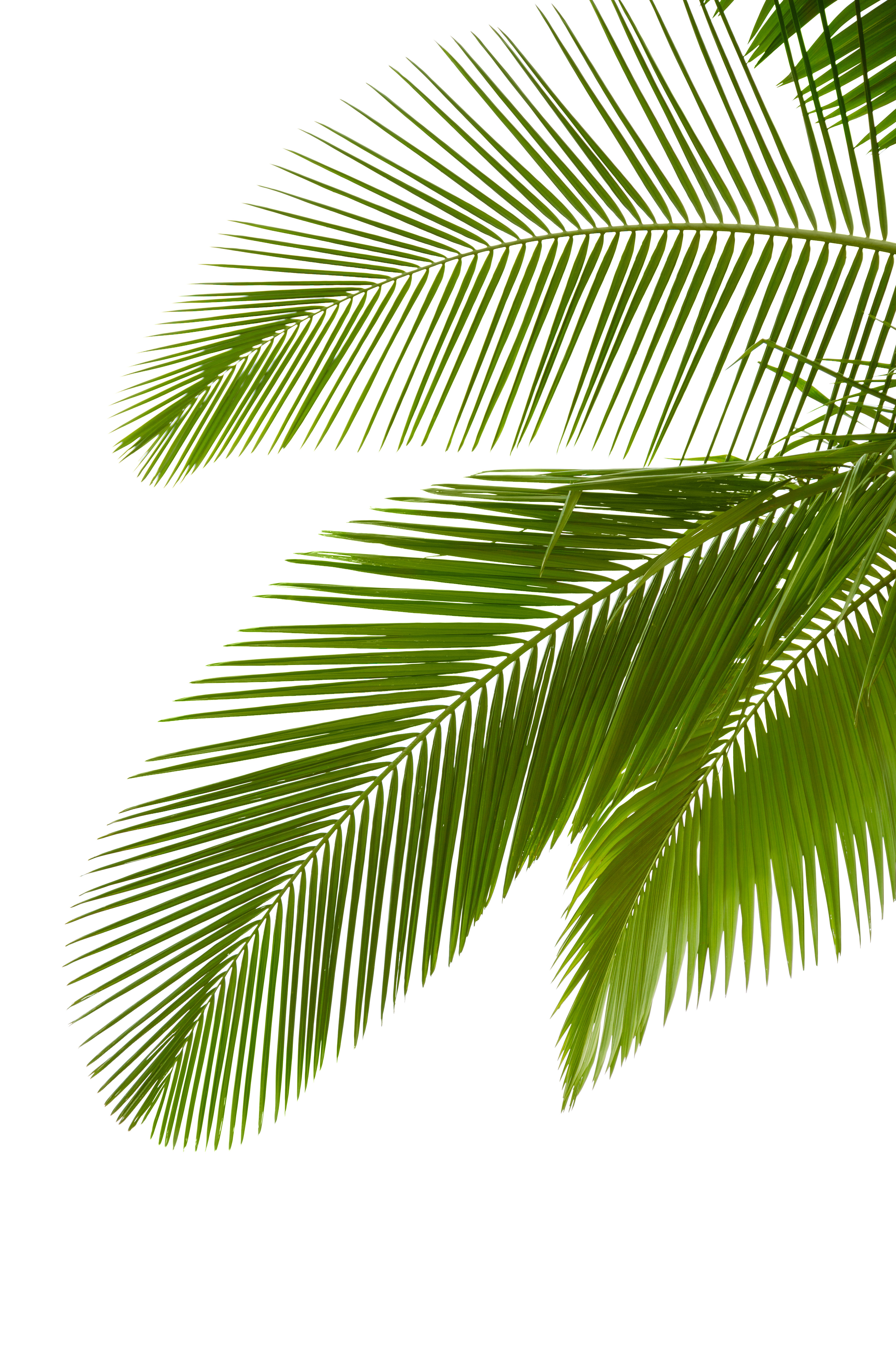 Bay Isle Home™ Athenis Leaves of Palm Tree by Rodho - Wrapped Canvas ...