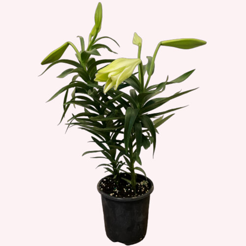 American Plant Exchange Live Flowering Easter Lily,1- Gallon Nursery ...
