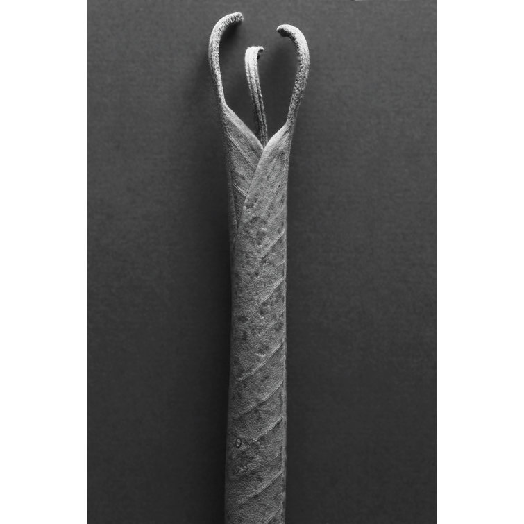 Latitude Run® Kaylib " Mountain Laurel Leaves Ll " by Berry Rosenthal ...