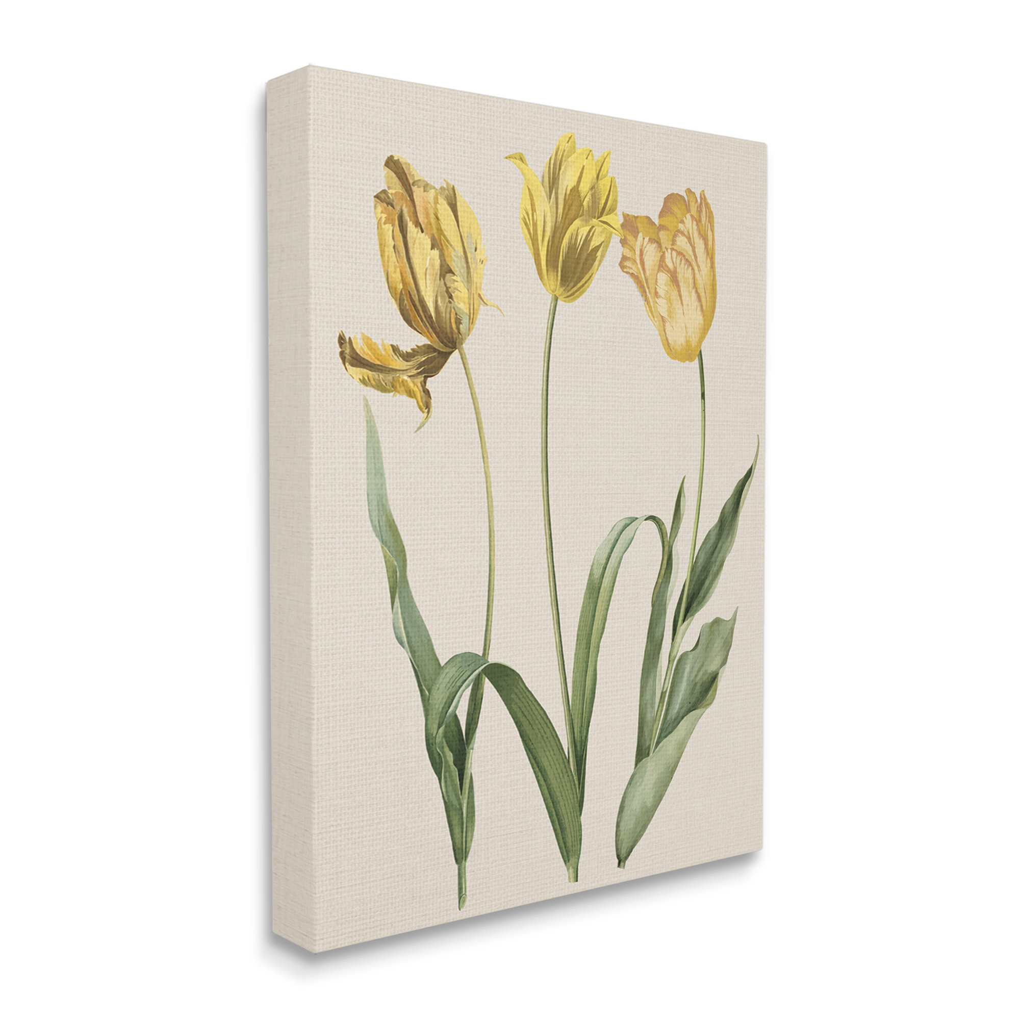 August Grove® Three Tulip Sprigs by Lil' Rue Wrapped Canvas Print | Wayfair