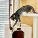 Armarkat 78" Premium Classic Real Wood Jackson Galaxy Approved Cat Tree ...