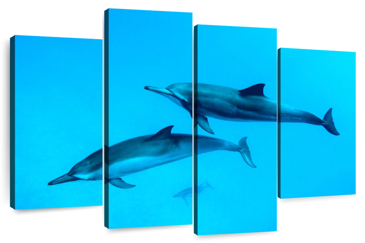 Ebern Designs Brampt Maui Spinner Dolphins | Wayfair