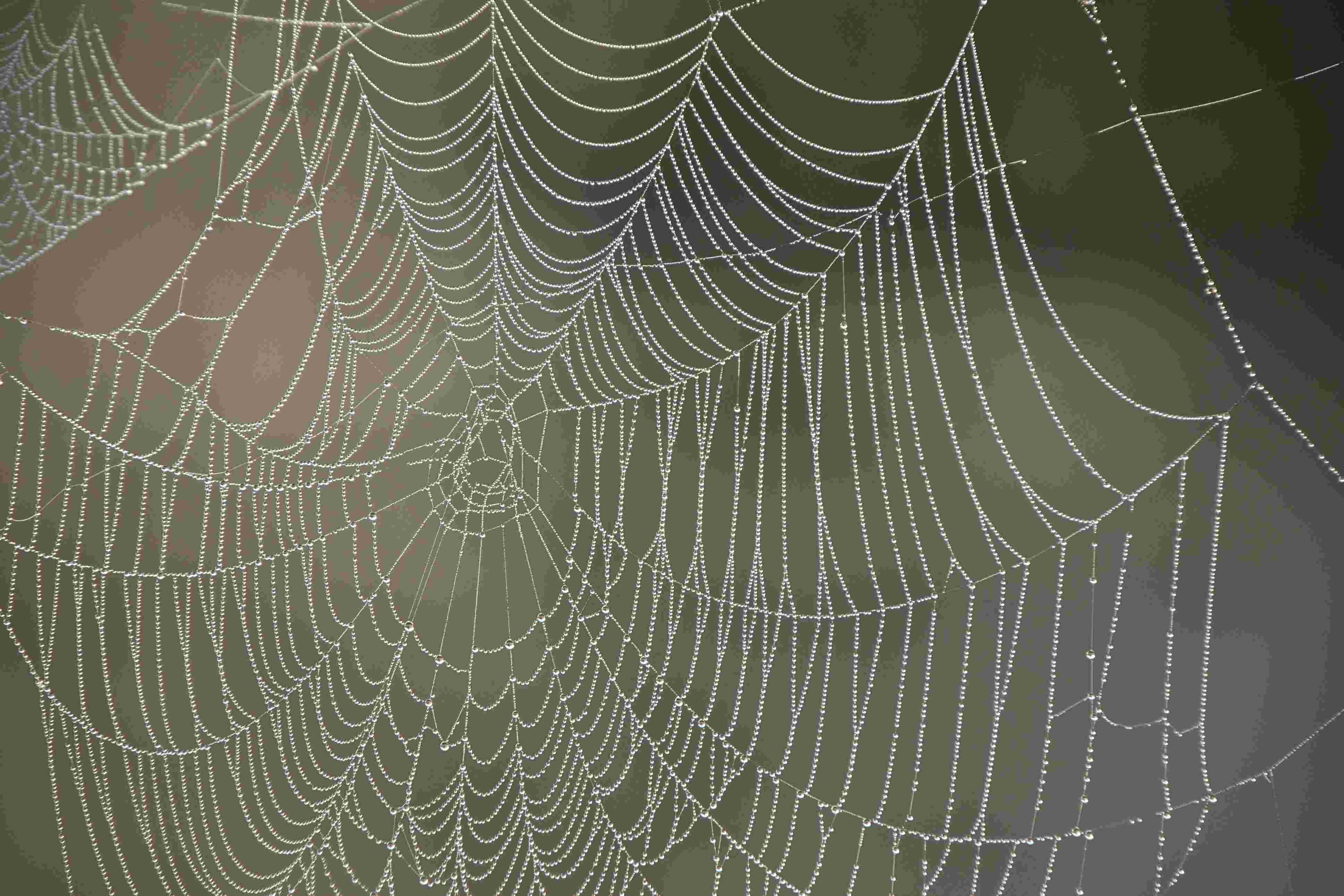 Ebern Designs Dewey Spider Web 3 - Wrapped Canvas Photograph | Wayfair