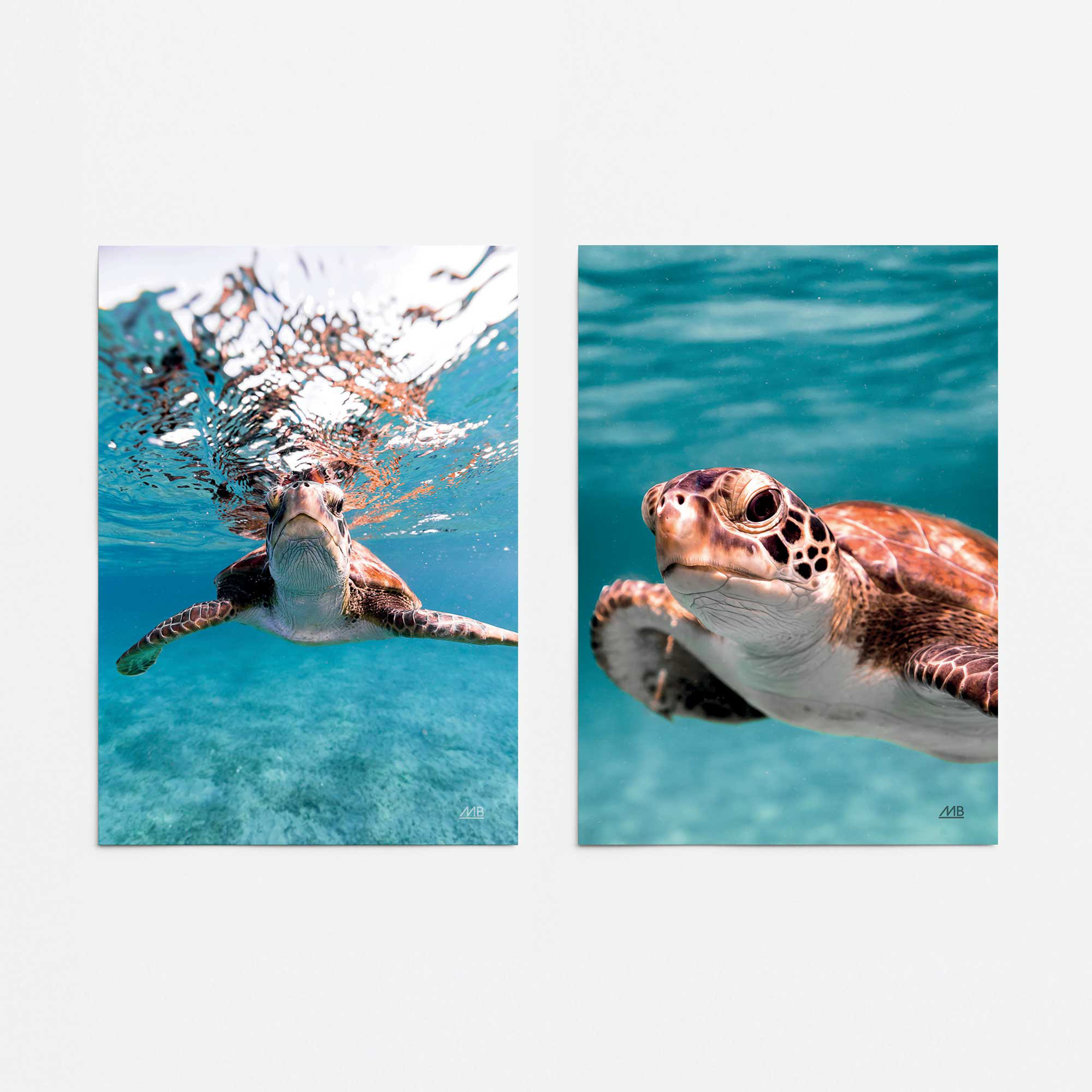 Rosecliff Heights Sea Turtles' Path set of 2 Rolled Prints, 16" x 12 ...