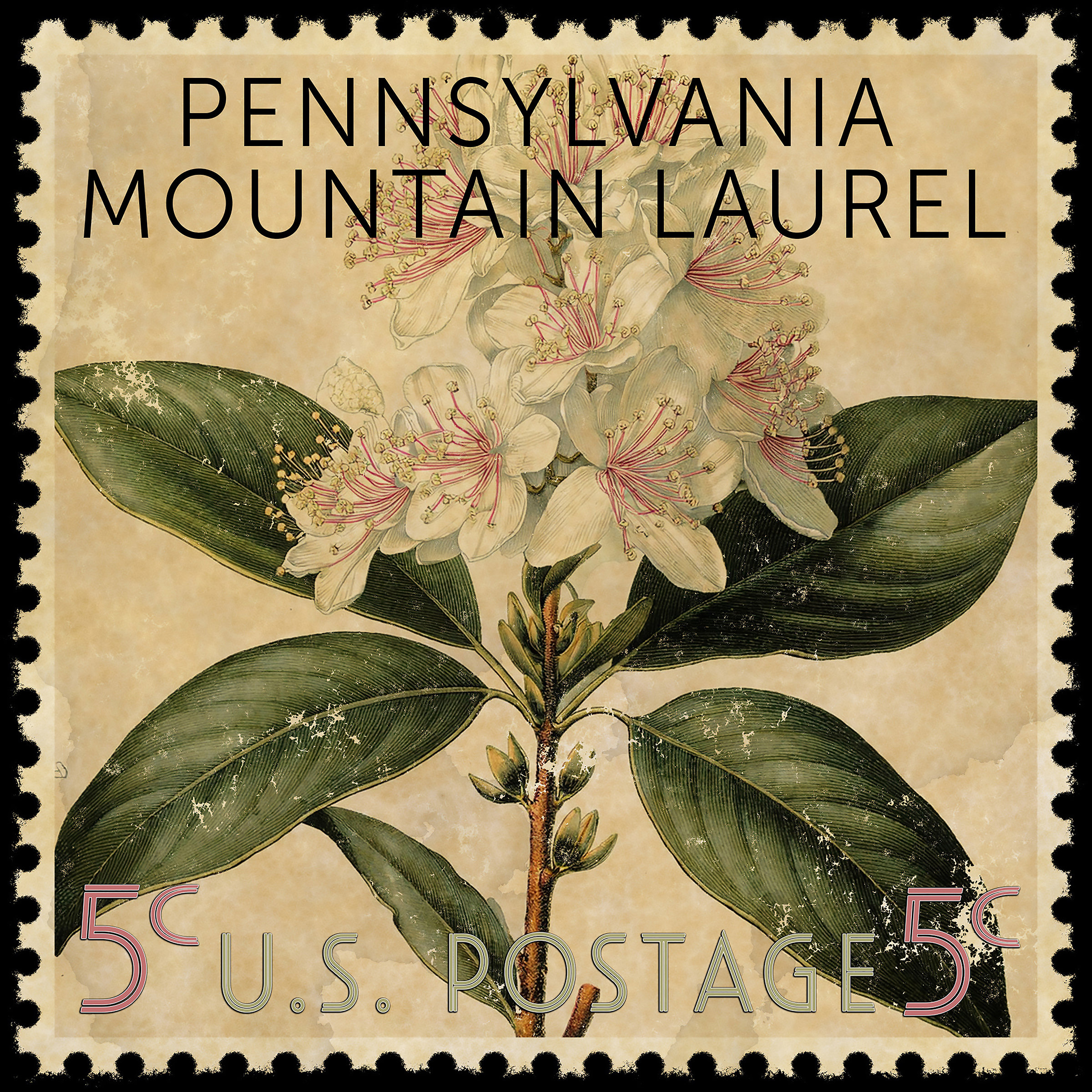 Trinx Pennsylvania State Flower Mountain Laurel Postage Stamp by Grotto ...