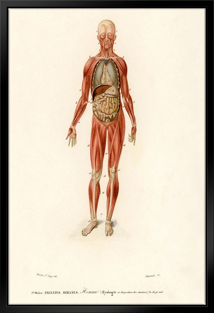 ATX Art Group LLC Human Body by Stanley Print House - on - Wayfair Canada