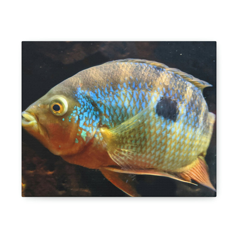 Rosecliff Heights Colorful Fish Stretched - Unframed Illustration on ...