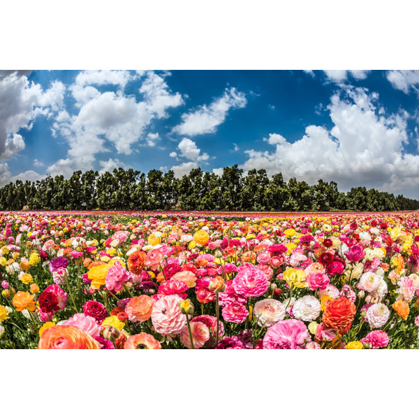 Latitude Run Jimeny Jimeny Israeli Border by Mats Lindberg - Wrapped ...