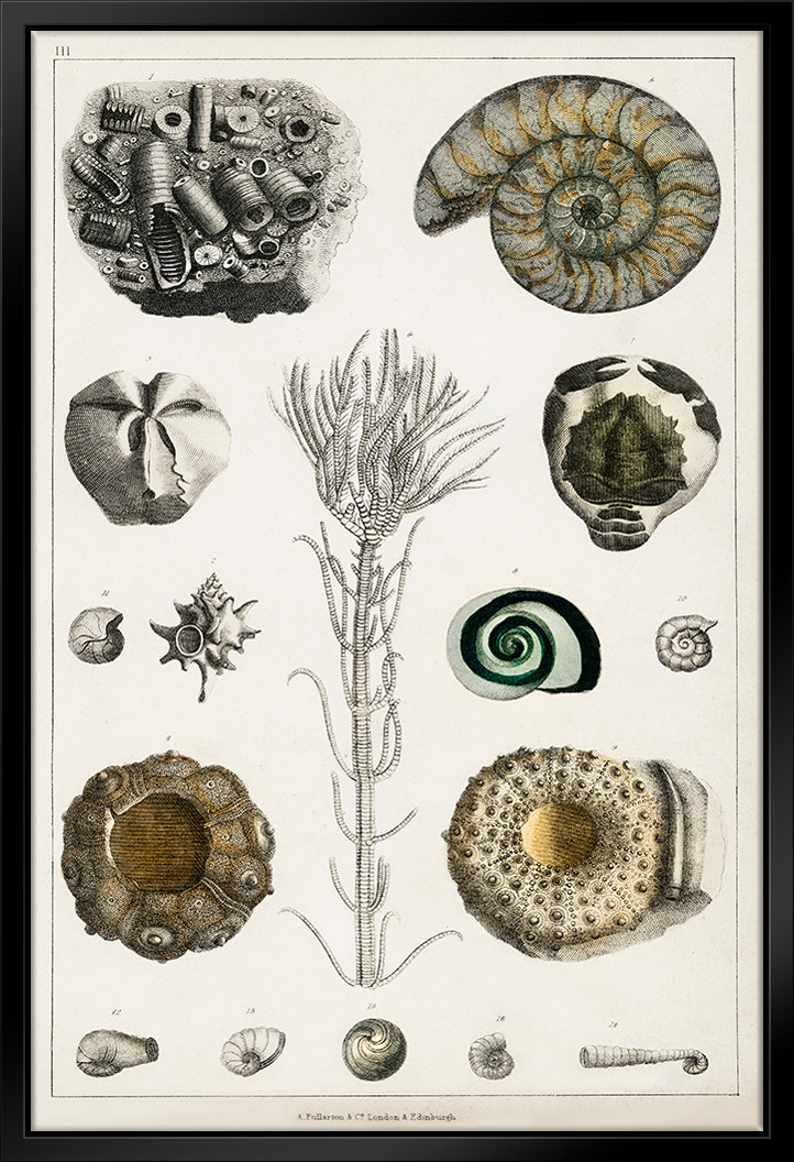 ATX Art Group LLC Collection Of Fossils - Floater Frame Print on Canvas ...